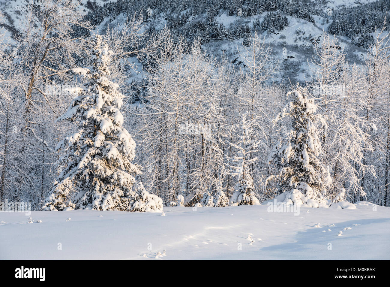 Spruce trees covered in fresh snow in front of a birch tree forest ...