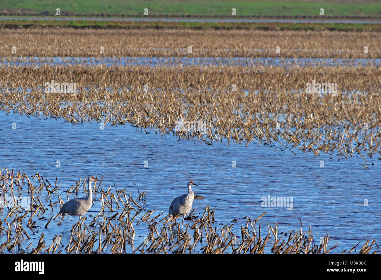 Sunset over Staten Island Preserve, The Delta, California Stock Photo ...