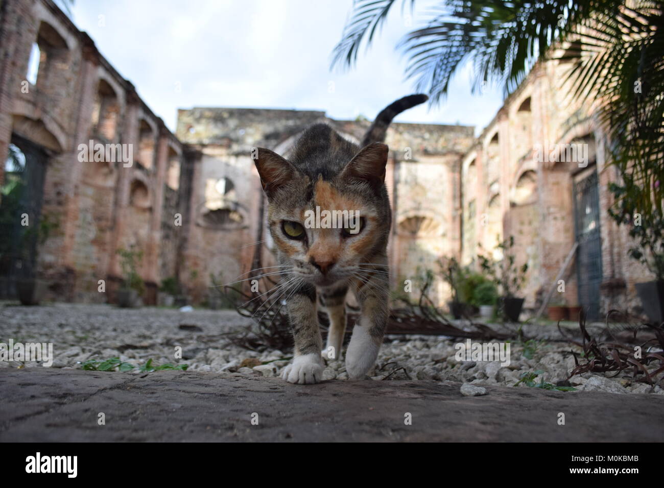 Beautiful photograph stray cat hi-res stock photography and images - Alamy