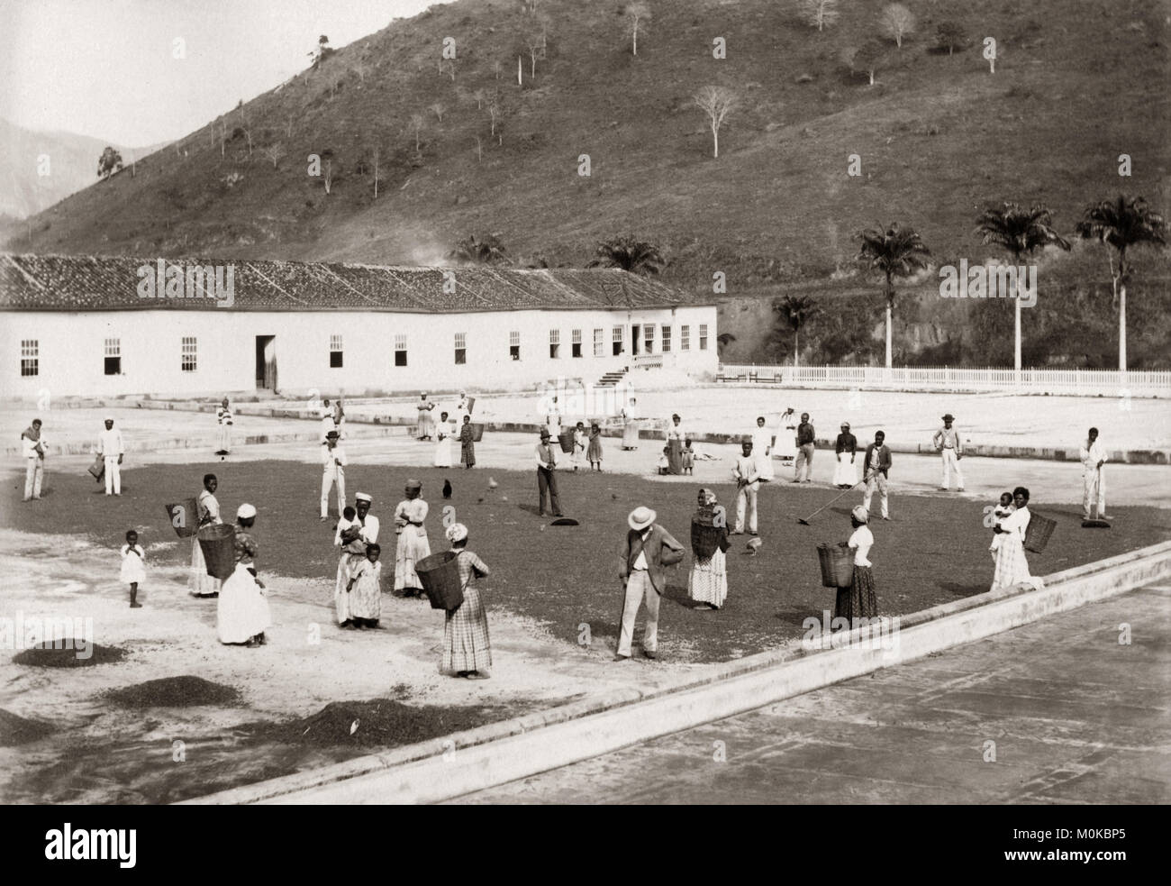 Drying coffee beans, Brazil, c.1880's Stock Photo - Alamy