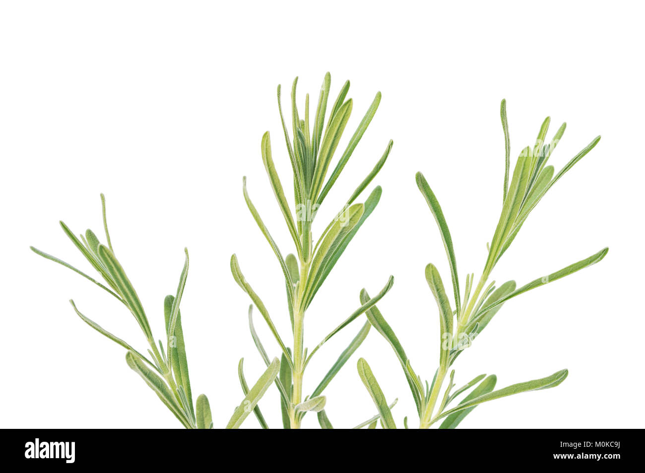 Three lavender branches, isolated on a white background Stock Photo - Alamy