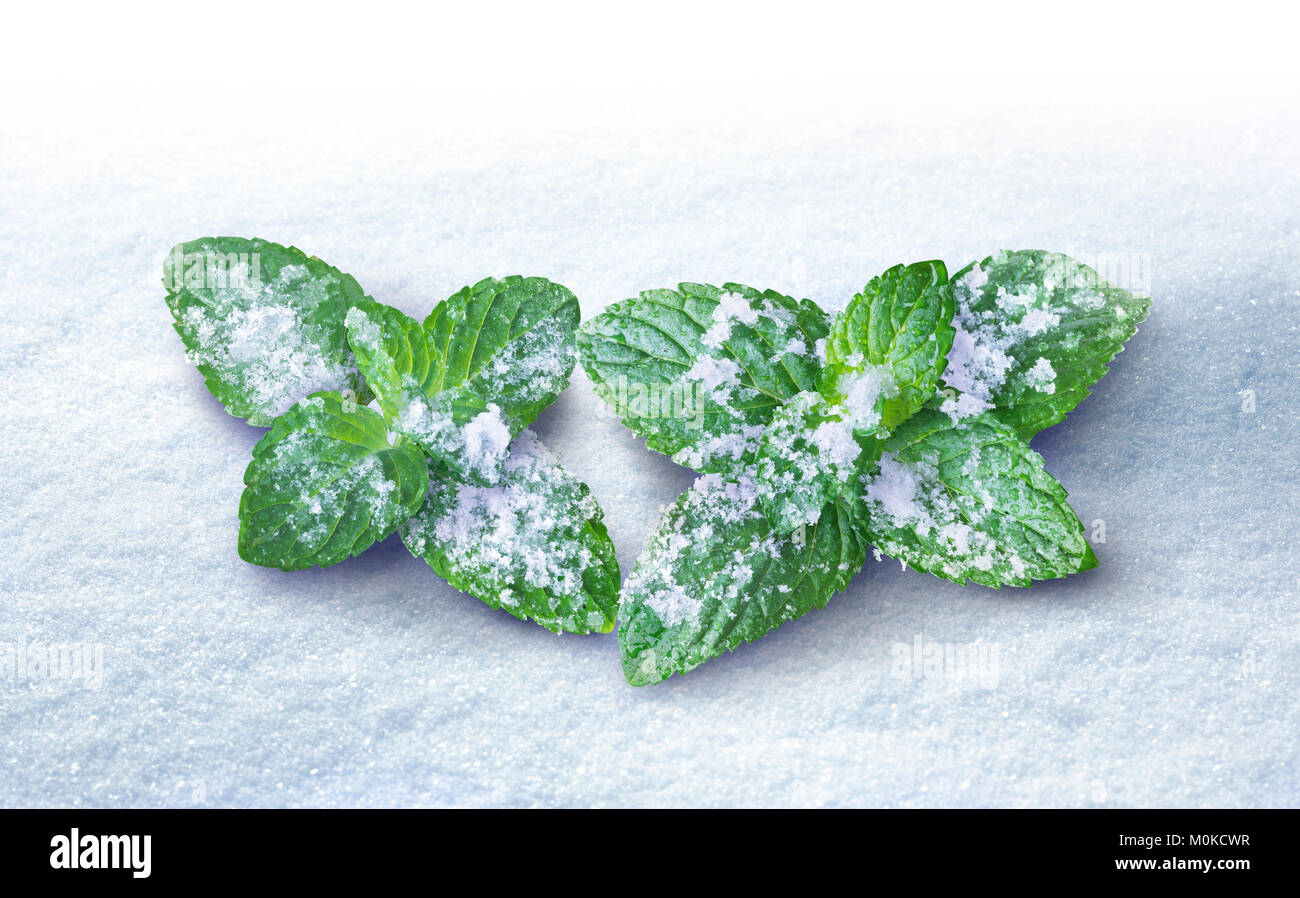 Peppermint leaves dusted with snow and lying on a surface of snow Stock ...