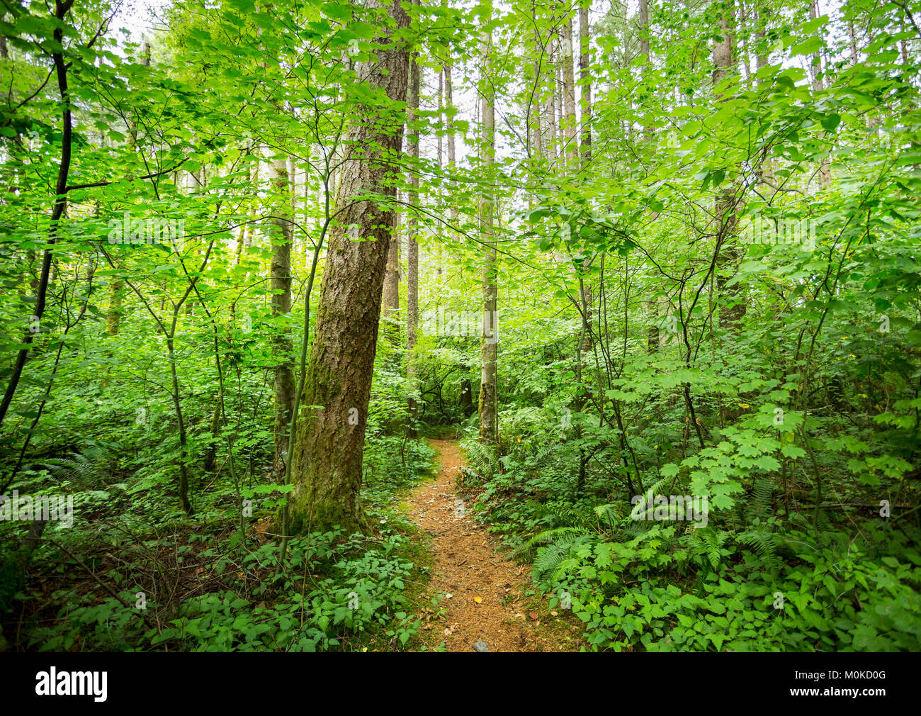 Landscape timbers hi-res stock photography and images - Alamy