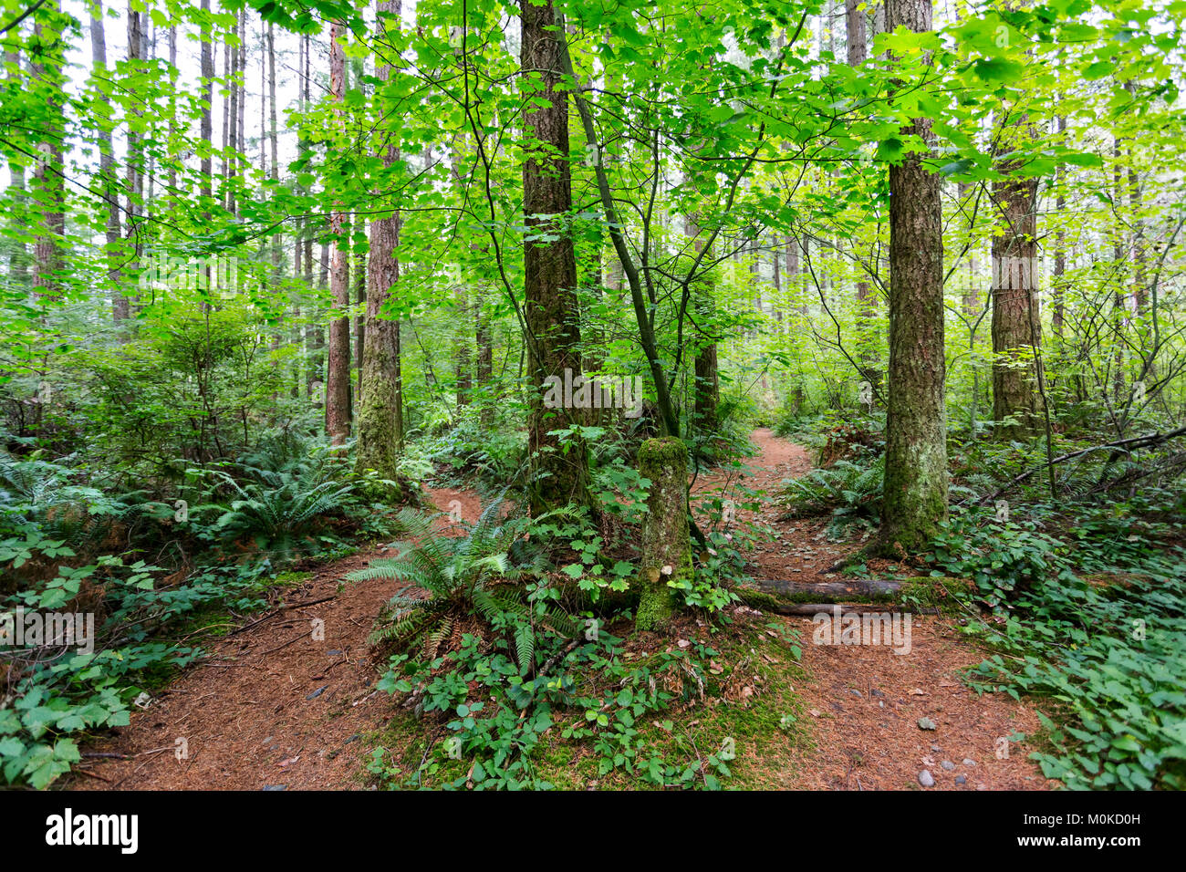 Different timbers hi-res stock photography and images - Alamy