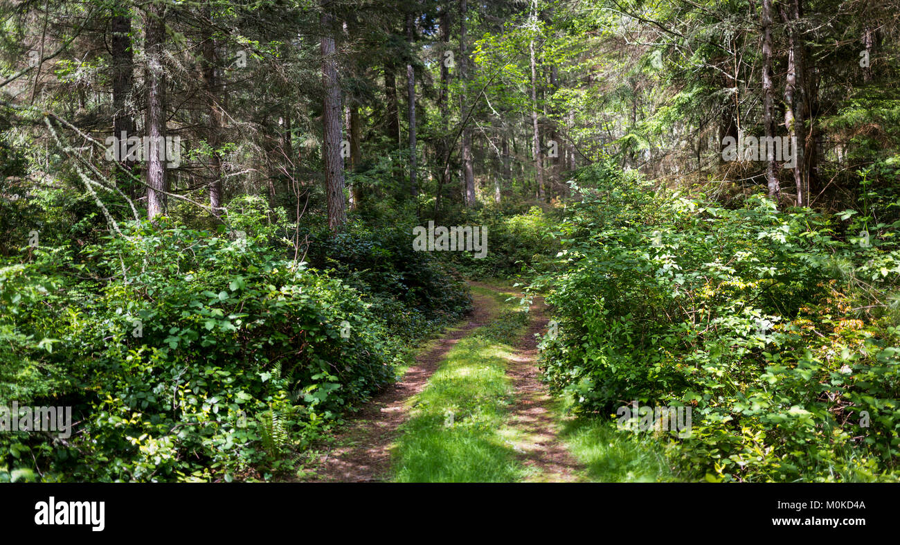 Driveway forest hi-res stock photography and images - Alamy