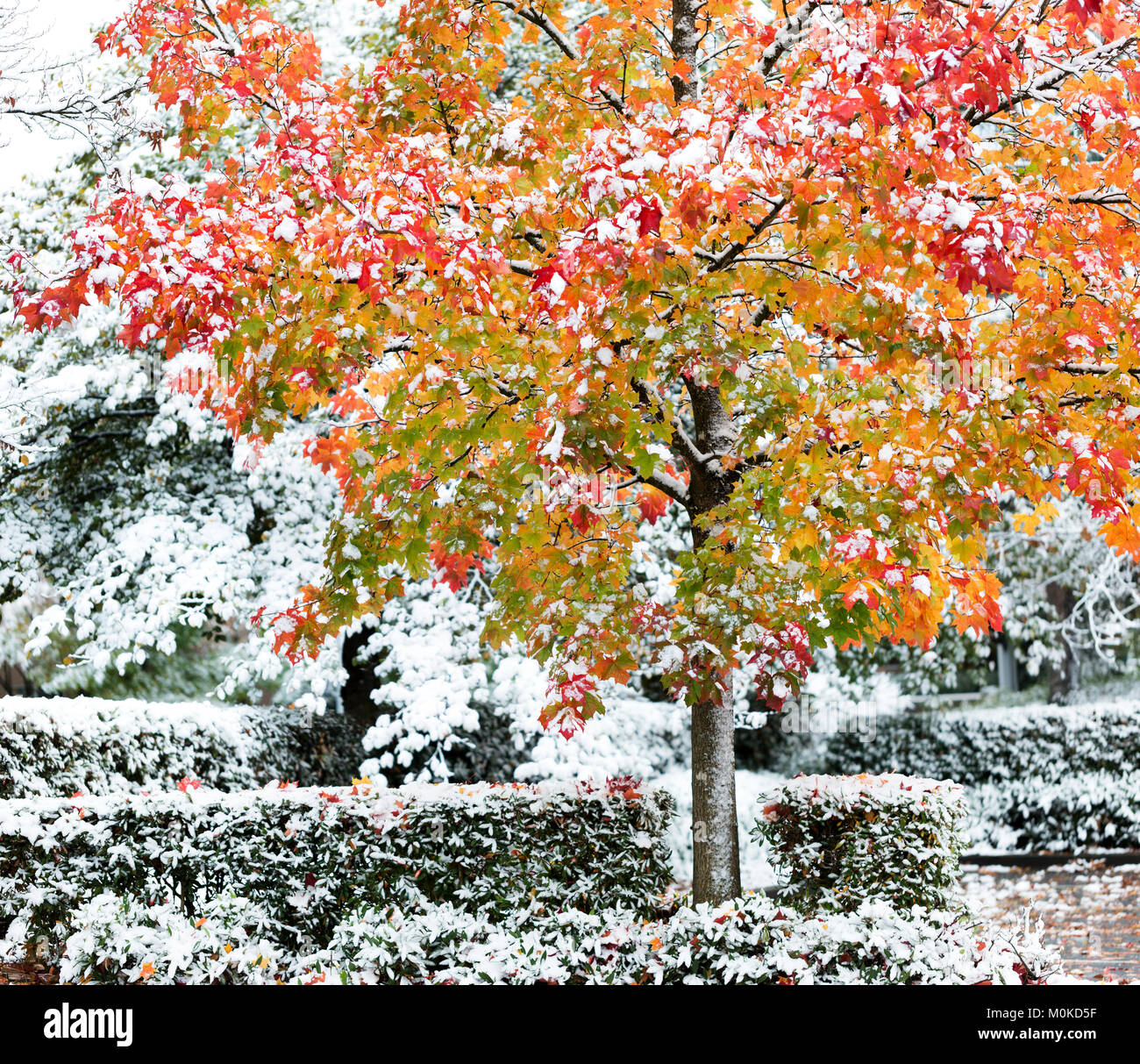 Maple Tree In Winter