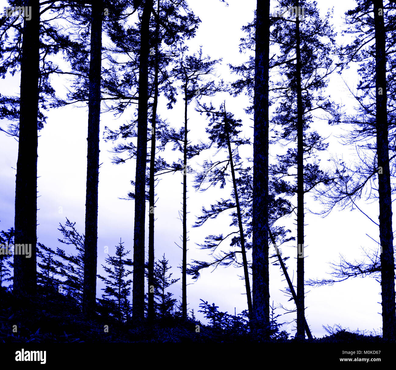 Silhouetted old growth trees against a cloudy sky; Haida Gwaii, British ...