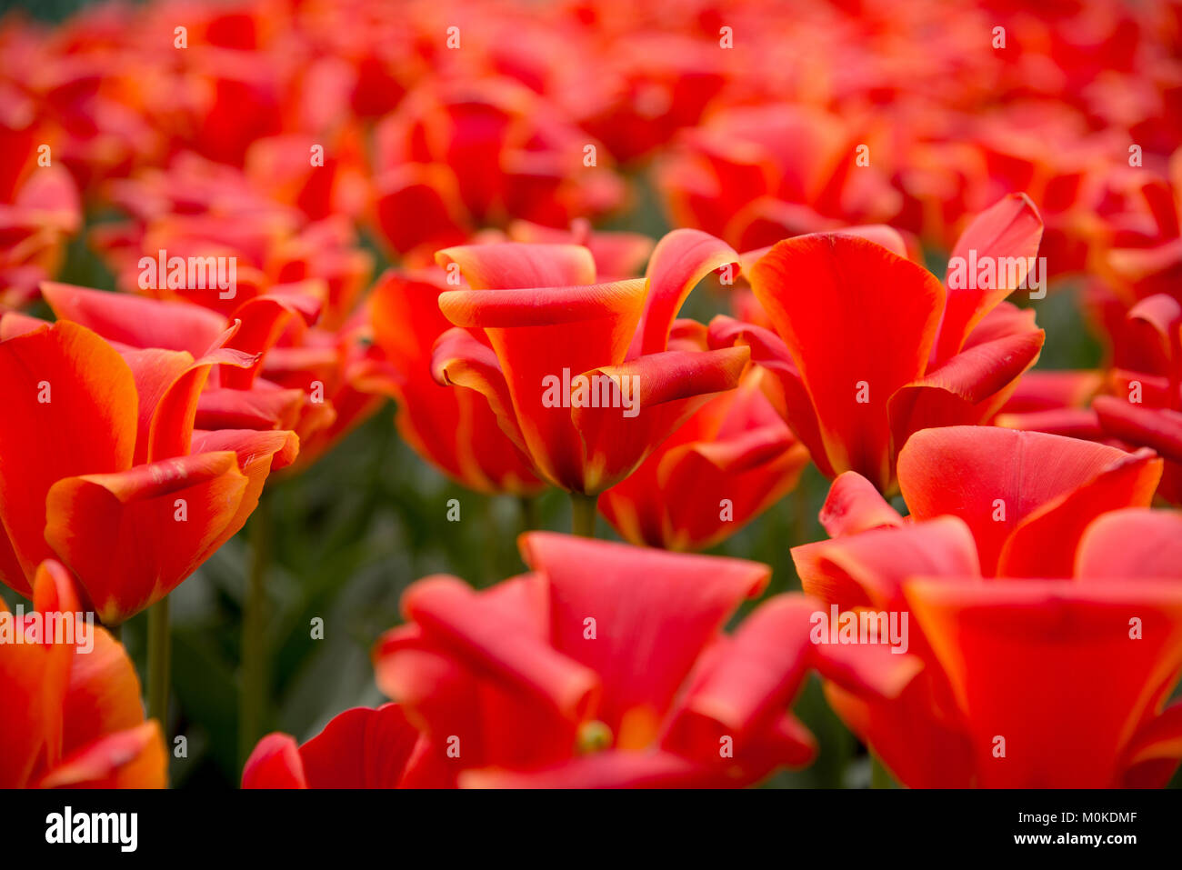 Group of red tulips in the park. Spring landscape Stock Photo - Alamy