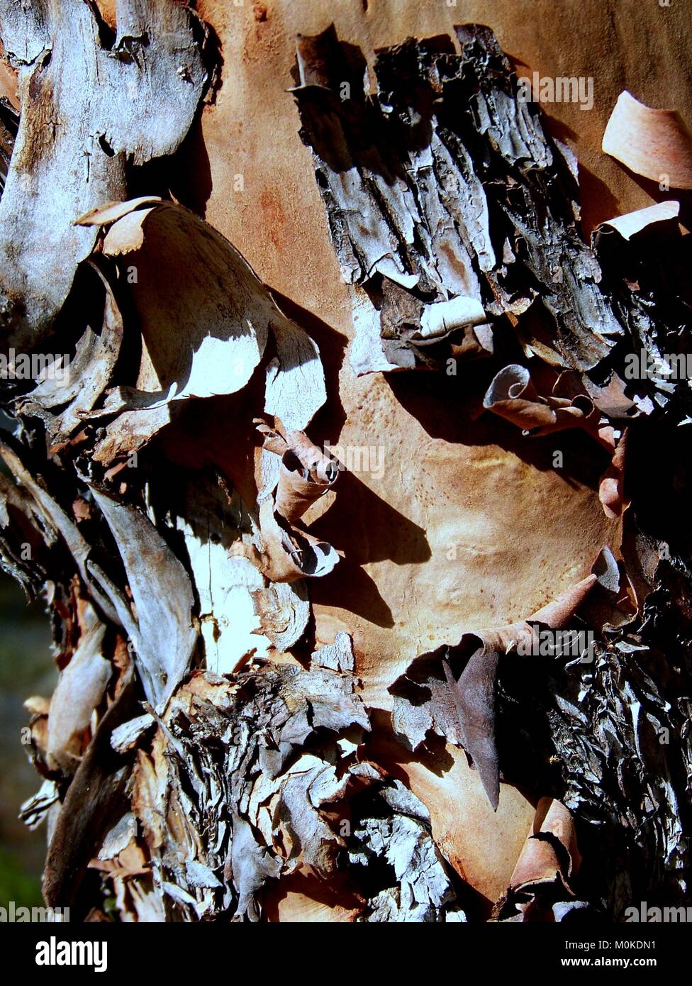 Peeling Tree Bark Stock Photo - Alamy
