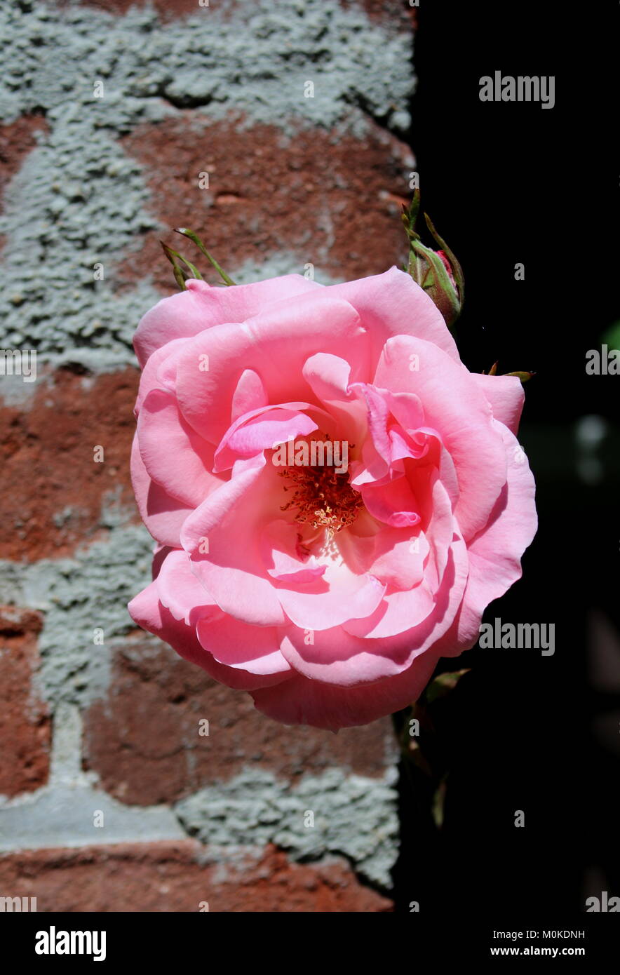Single pink climbing rose on brick wall Stock Photo - Alamy