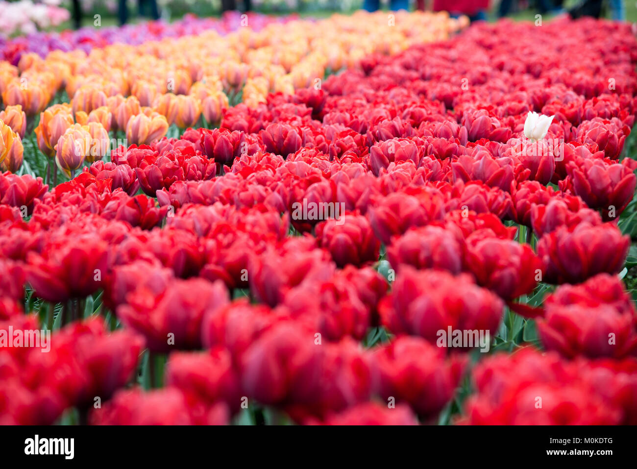 Group of red tulips in the park. Spring landscape Stock Photo - Alamy