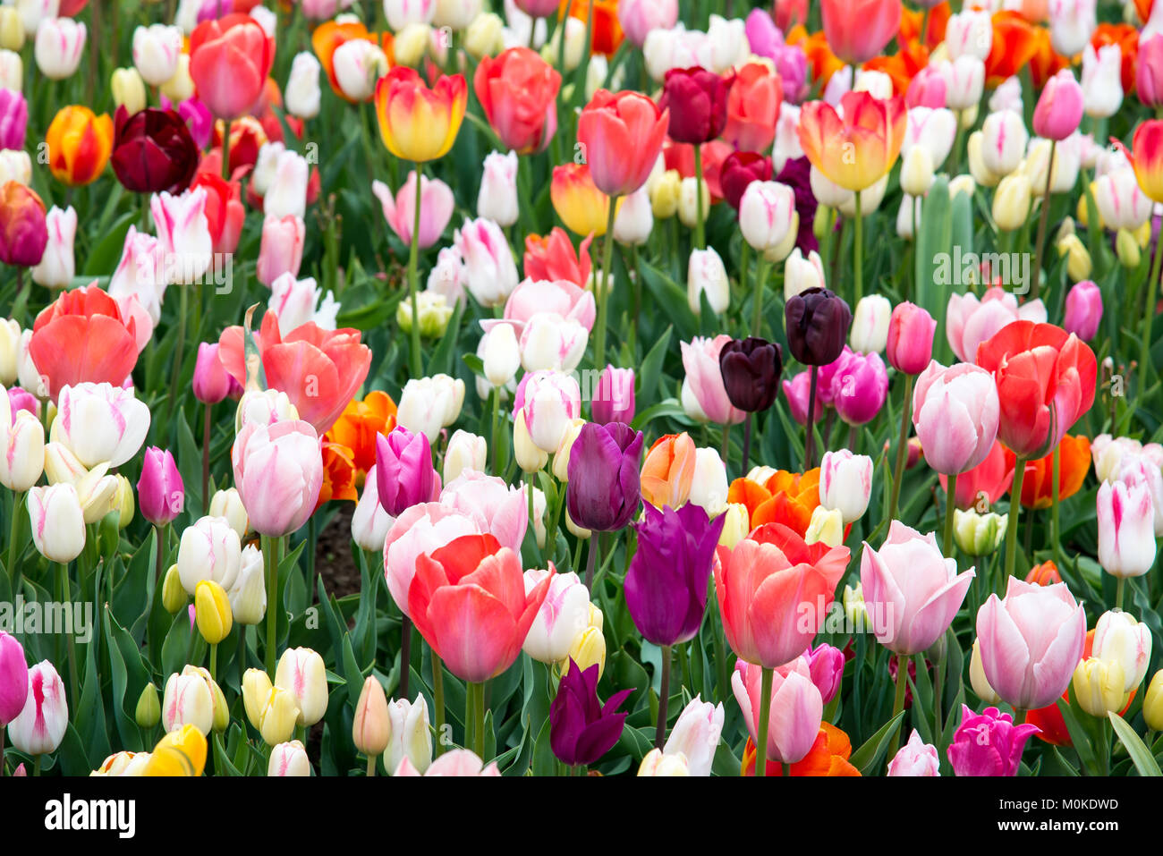 Beautiful field of colorful tulips. Tulips in spring Stock Photo - Alamy