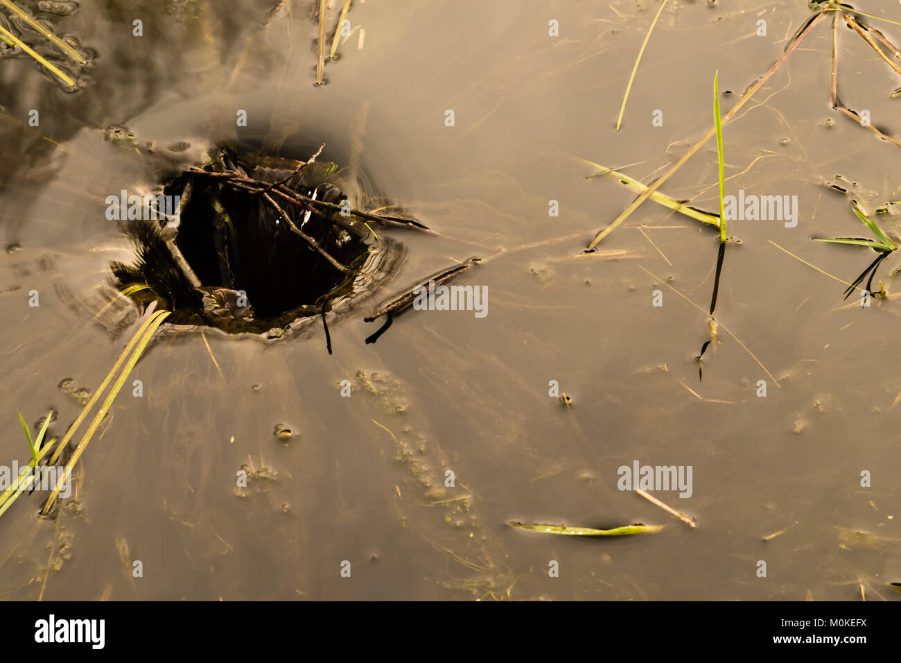 water vortex at a pond Stock Photo - Alamy