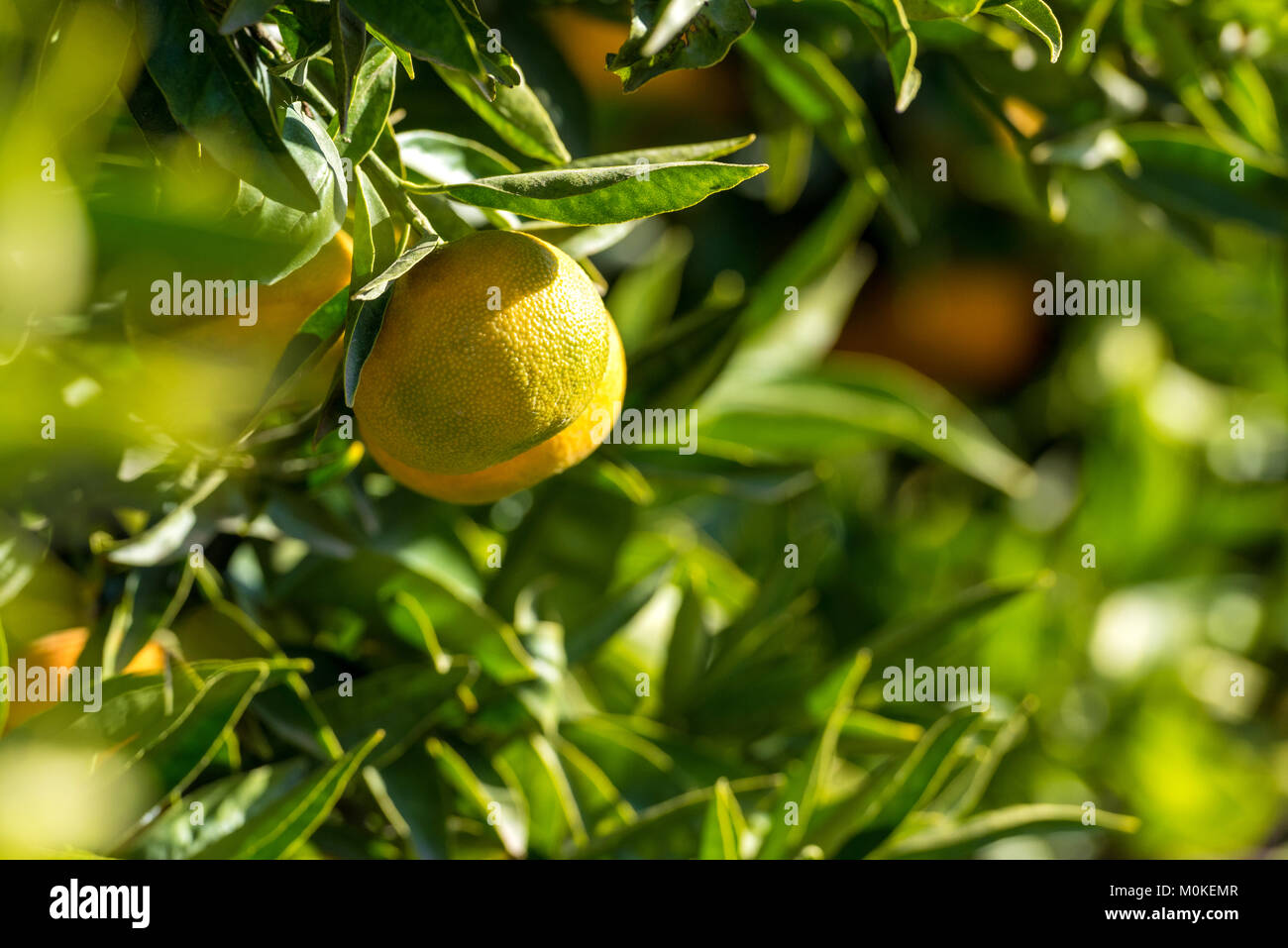Mandarin tree leaves hi-res stock photography and images - Alamy