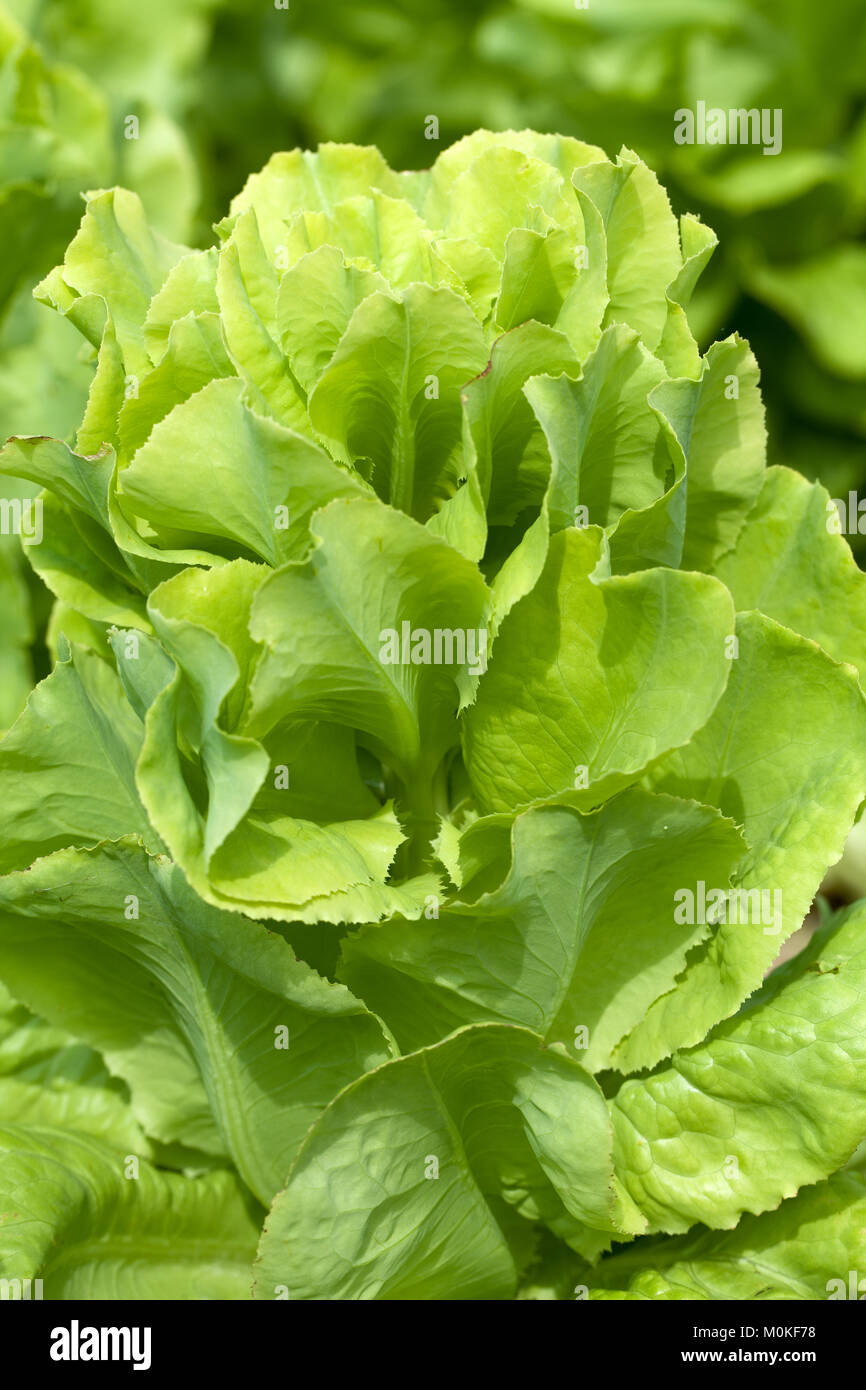 Field of Green Frisee lettuce growing in rows Stock Photo - Alamy