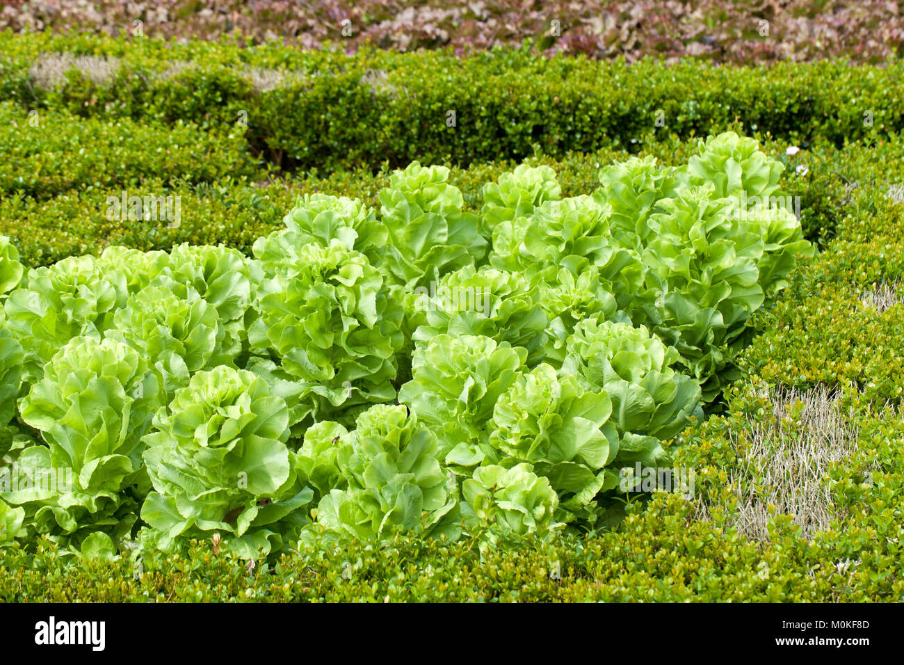 Field of Green Frisee lettuce growing in rows Stock Photo - Alamy