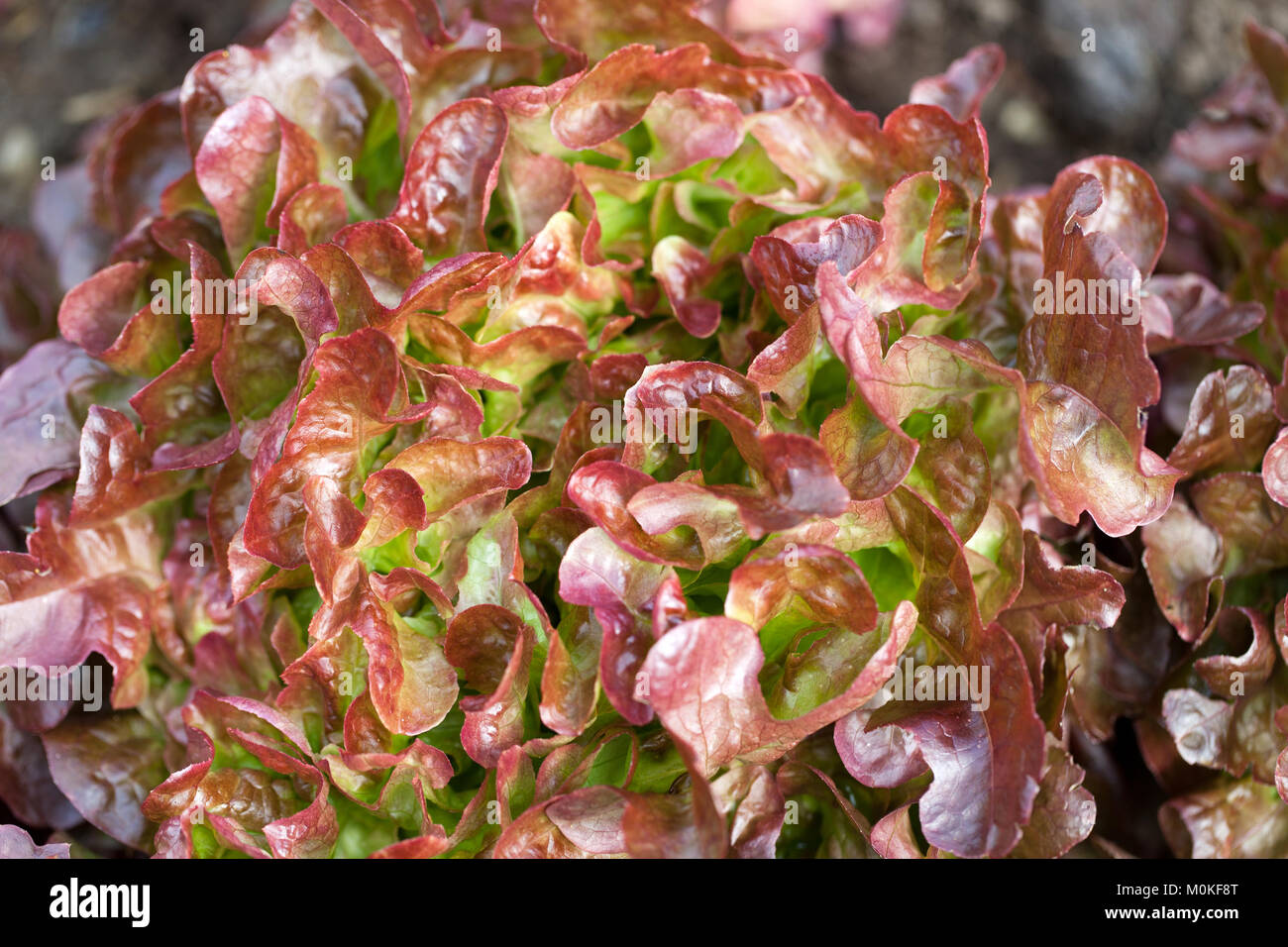 Field of Red and Green Frisee lettuce growing in rows Stock Photo - Alamy