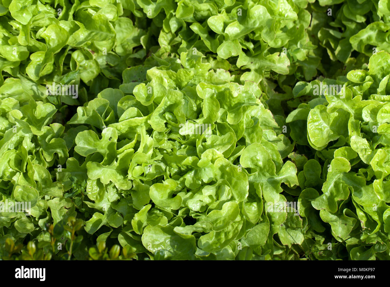 Field of Green Frisee lettuce growing in rows Stock Photo - Alamy