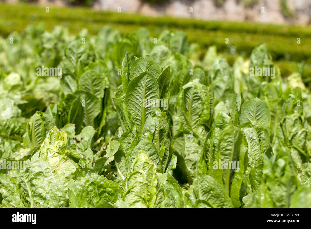 Field of Green Frisee lettuce growing in rows Stock Photo - Alamy