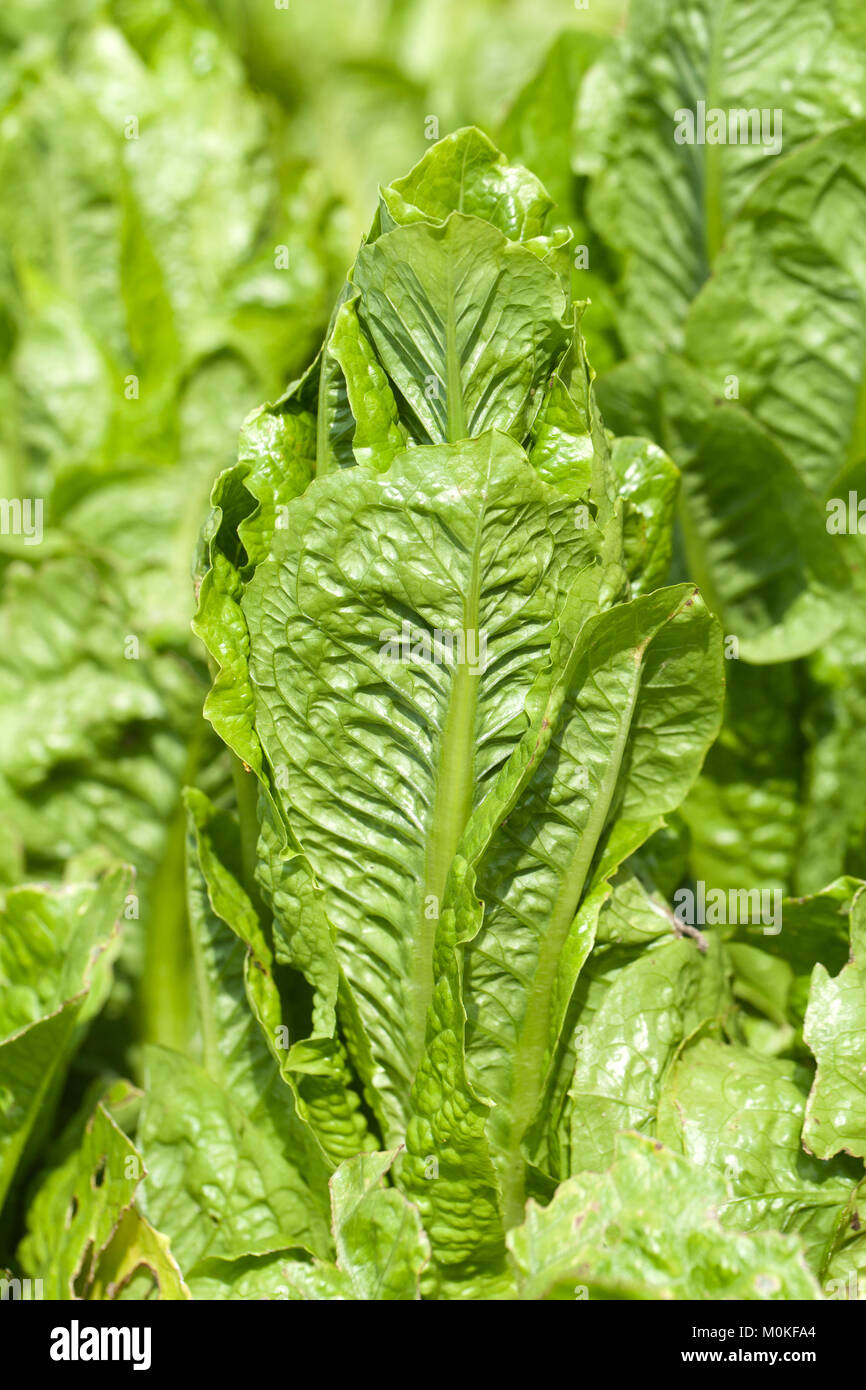 Field of Green Frisee lettuce growing in rows Stock Photo - Alamy