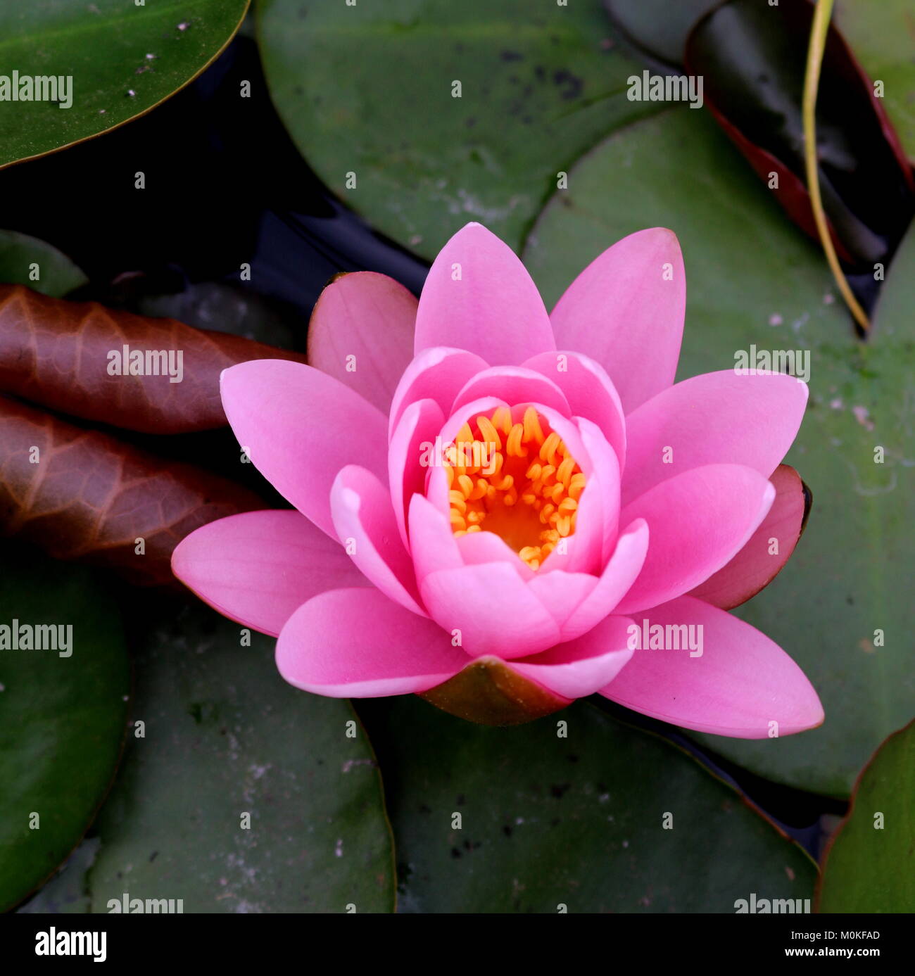 Peaceful Pink Water Lilies Stock Photo - Alamy