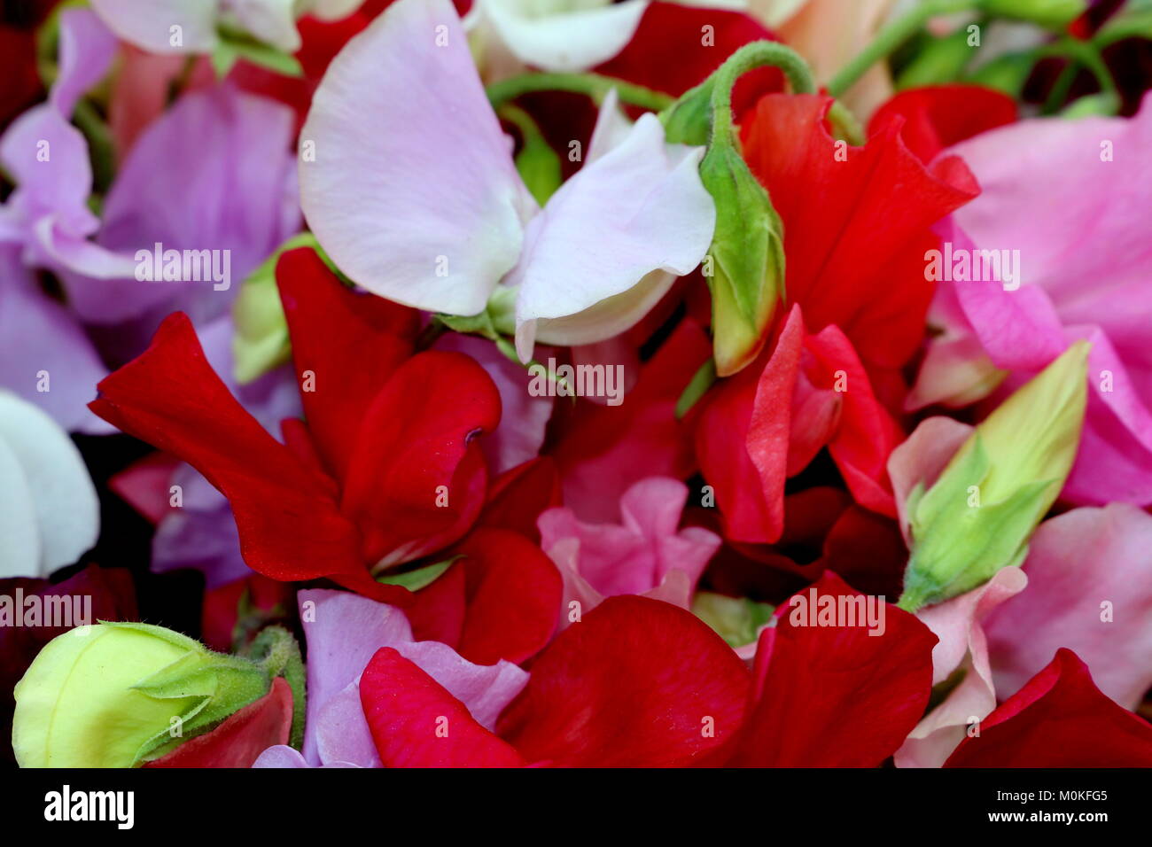 Sweet Pea Petals Stock Photo - Alamy
