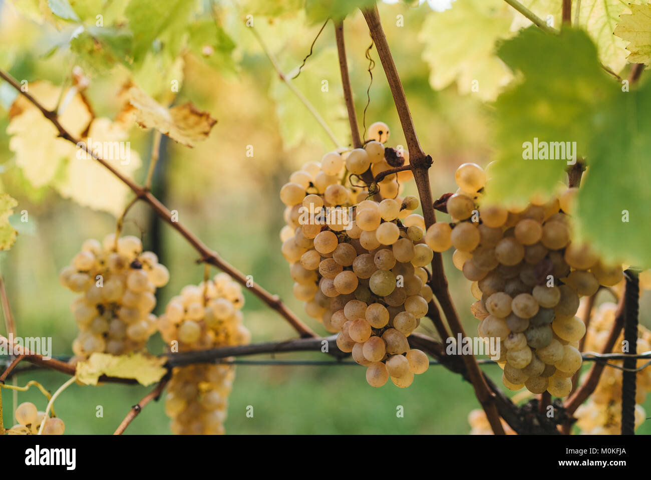 Bunch of grapes ready to be harvested in the Italian vineyards Stock Photo - Alamy