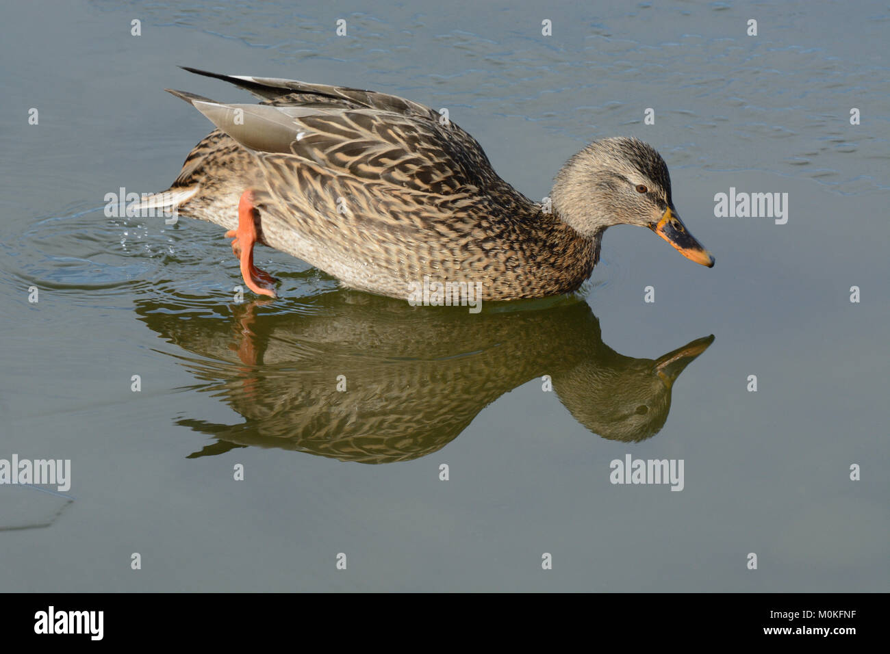 Sliding shelf hi-res stock photography and images - Alamy