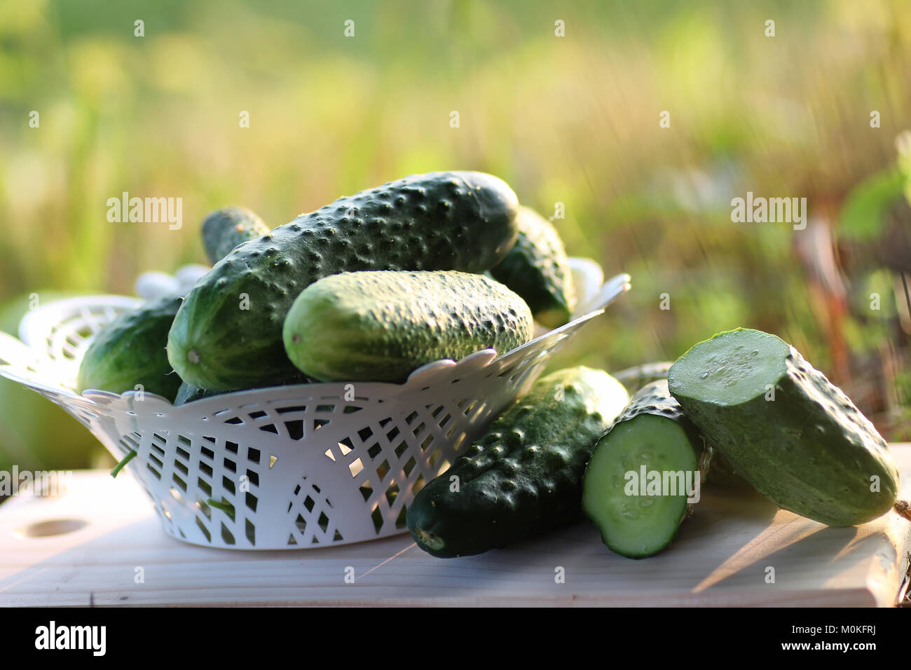 cucumber crop on the ground Stock Photo - Alamy