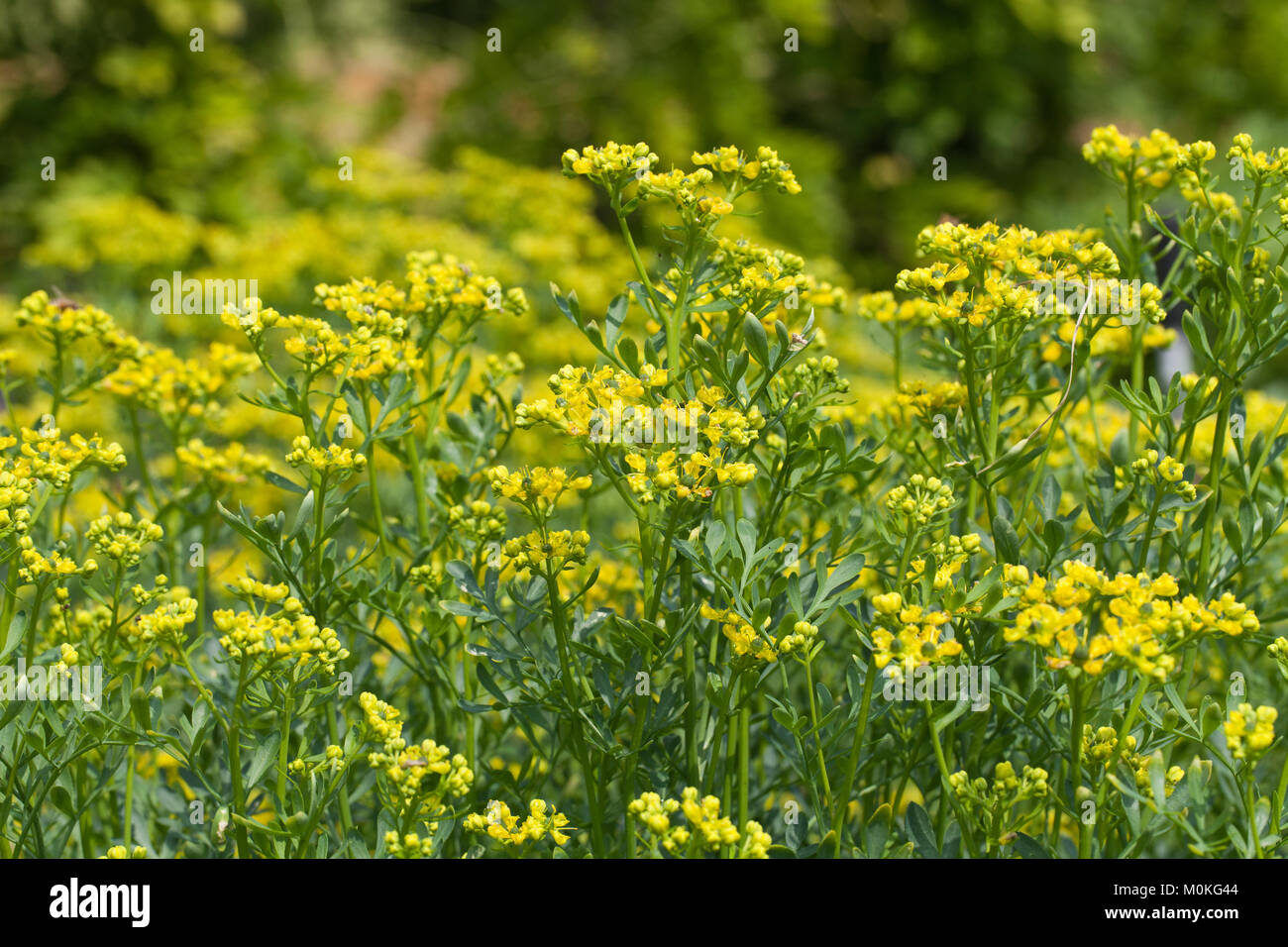 Common rue ruta graveolens in flower hi-res stock photography and ...