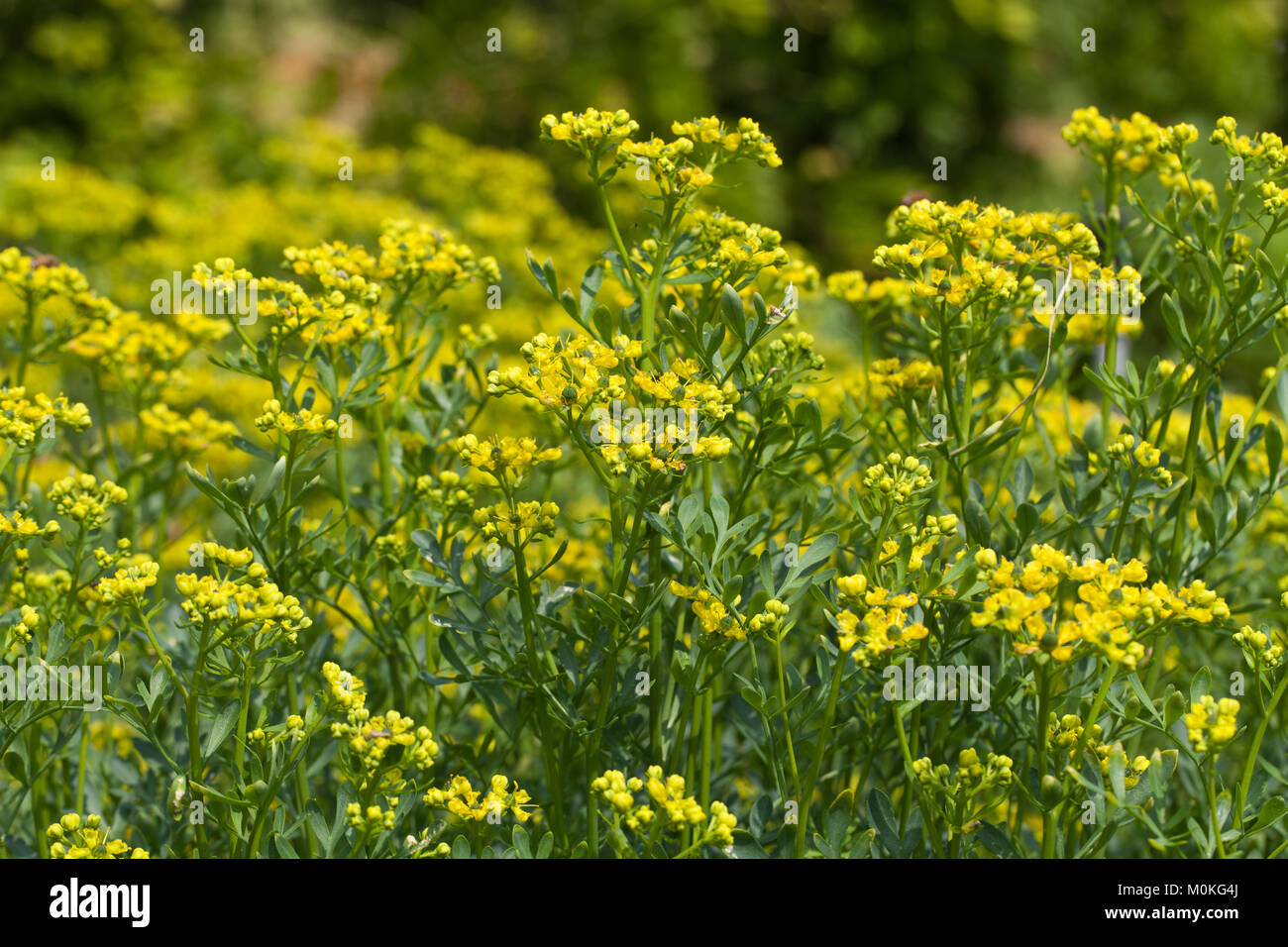 blooming ruta graveolens in garden Stock Photo - Alamy