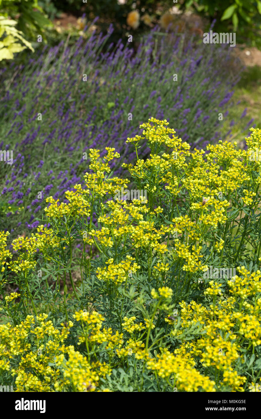 blooming ruta graveolens in garden Stock Photo - Alamy
