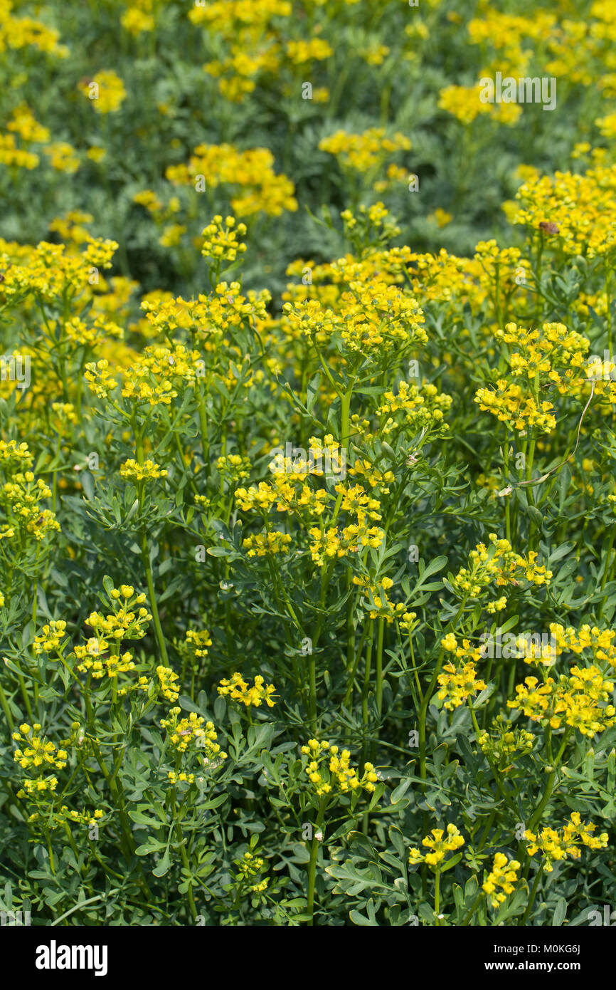 blooming ruta graveolens in garden Stock Photo - Alamy