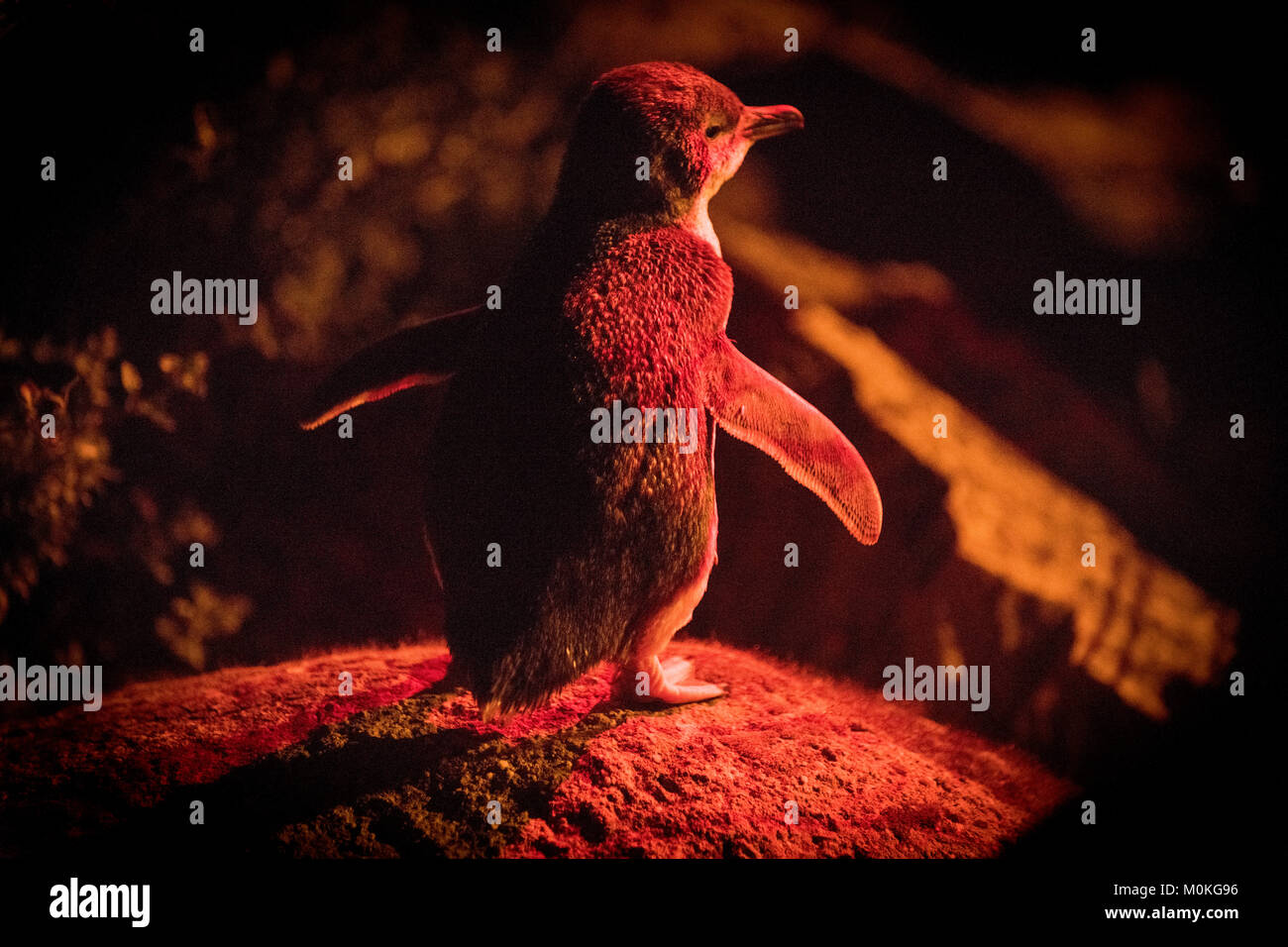 Nighttime image of " Little Penguins " or " Fairy Penguins " as they ...