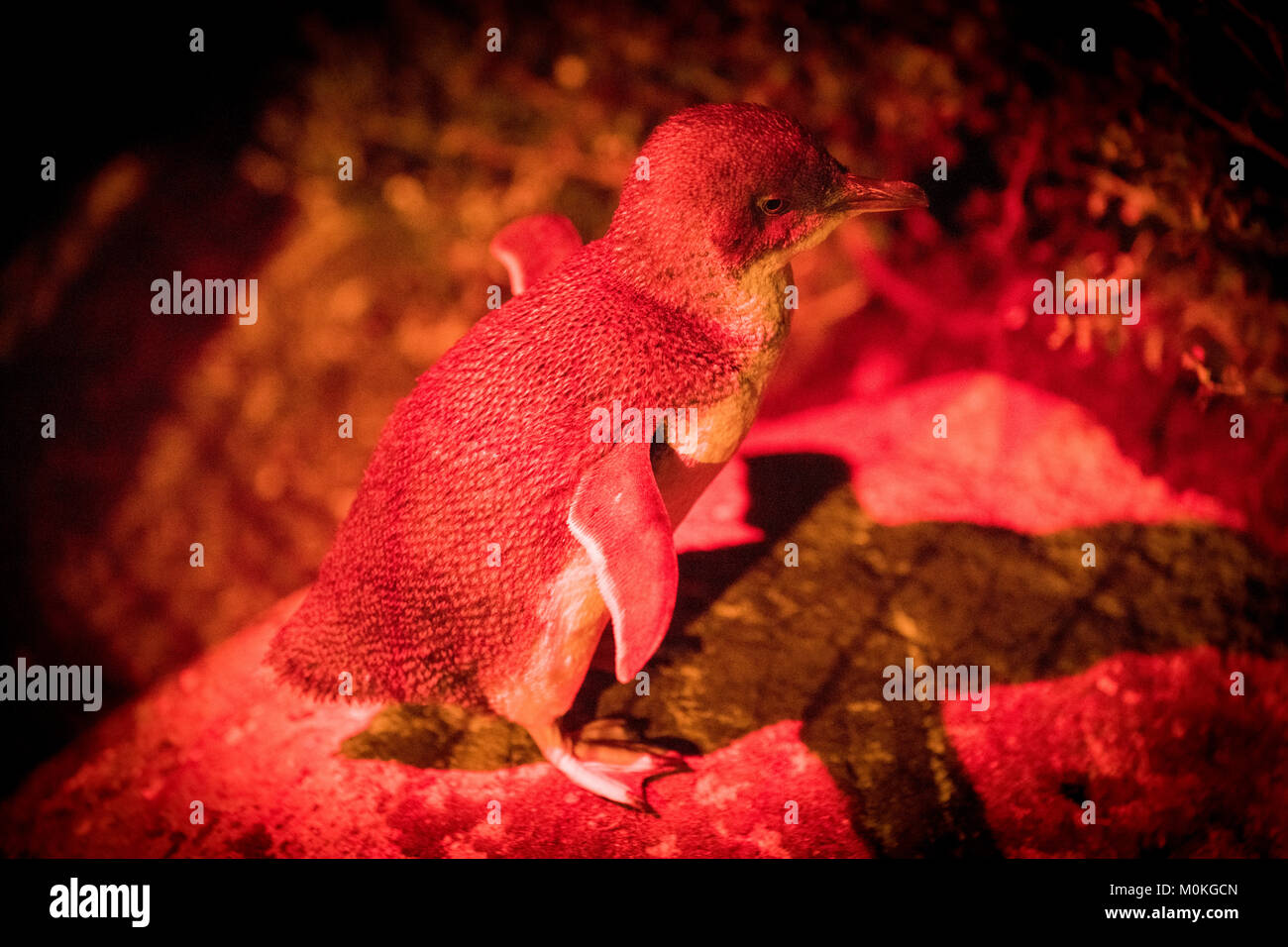 Nighttime image of " Little Penguins " or " Fairy Penguins " as they ...