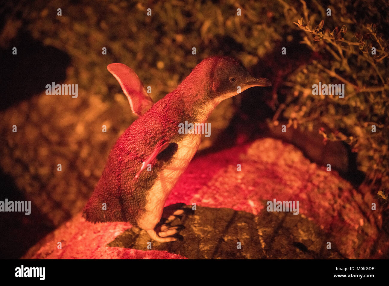 Nighttime image of " Little Penguins " or " Fairy Penguins " as they ...