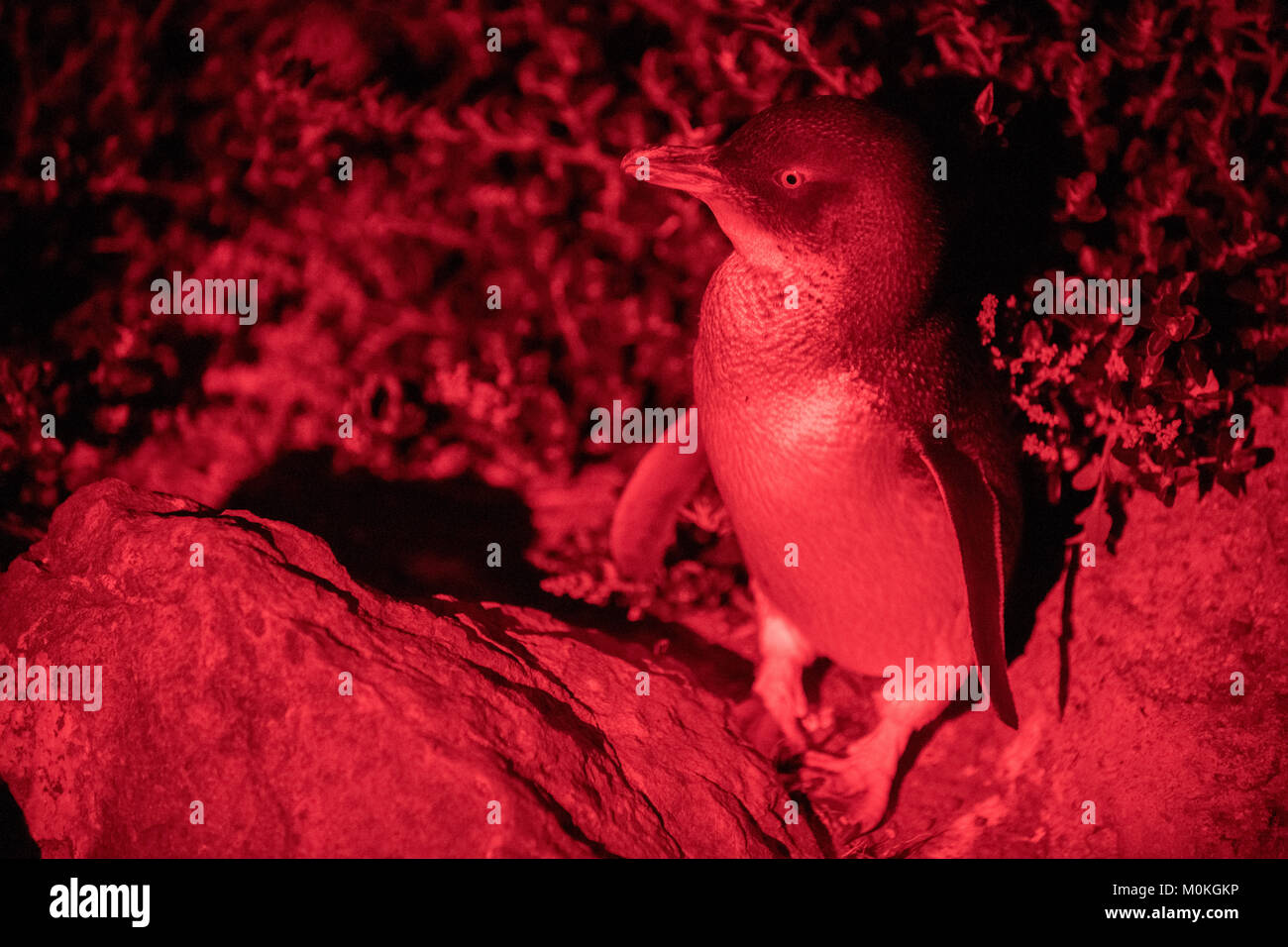 Nighttime image of " Little Penguins " or " Fairy Penguins " as they ...