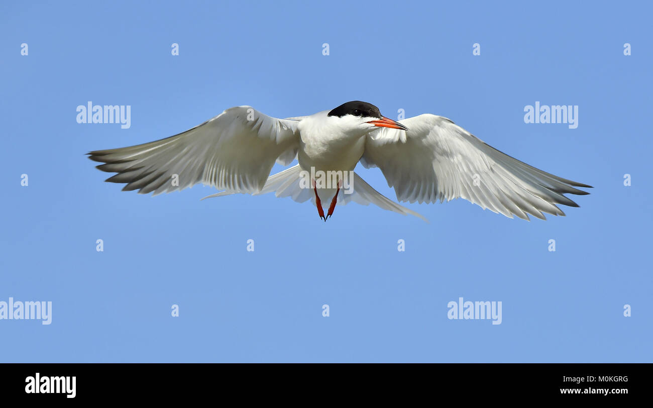 Closeup Portrait of Common Tern (Sterna hirundo). Adult common tern in ...