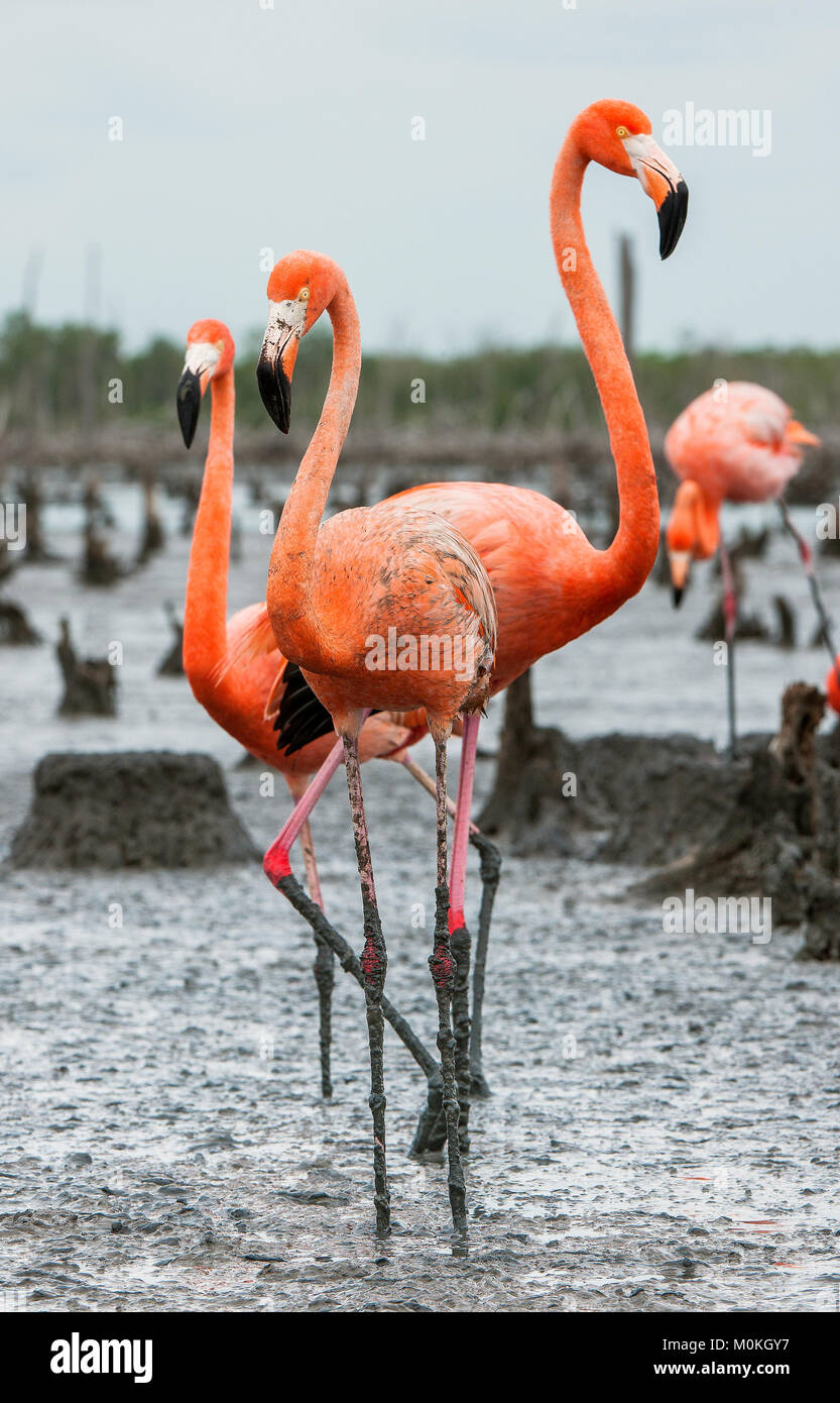 Caribbean flamingos hi-res stock photography and images - Alamy