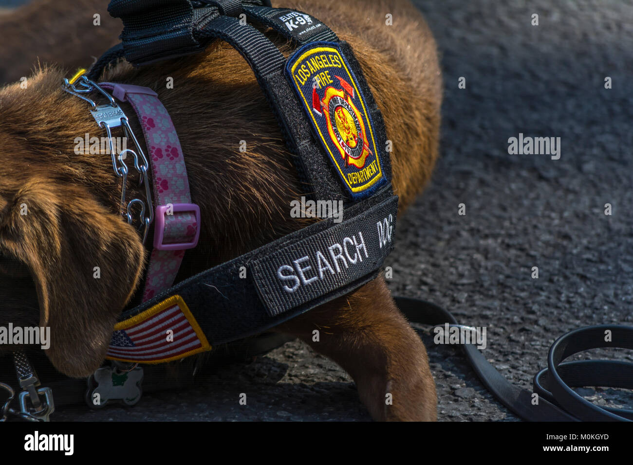 K 9 department hi-res stock photography and images - Alamy