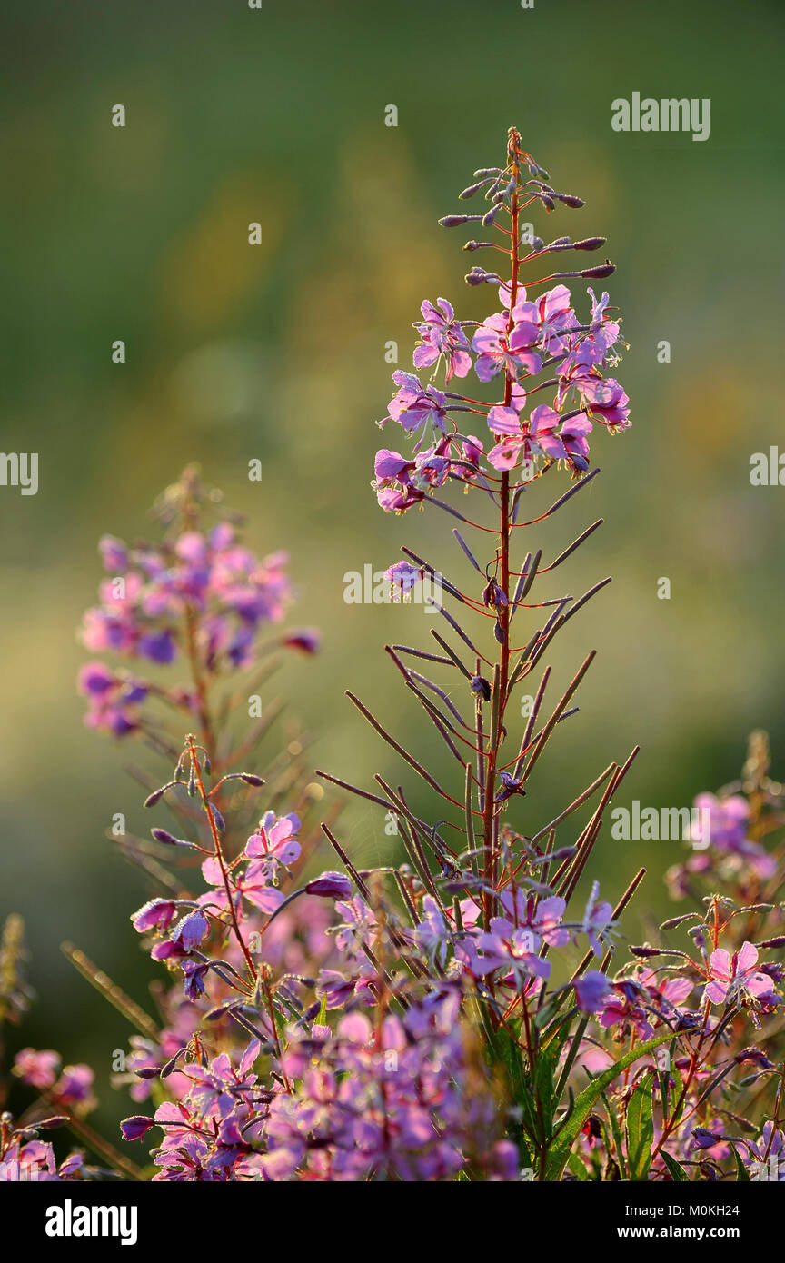 Chamerion angustifolium, commonly known as fireweed. Abstract ...