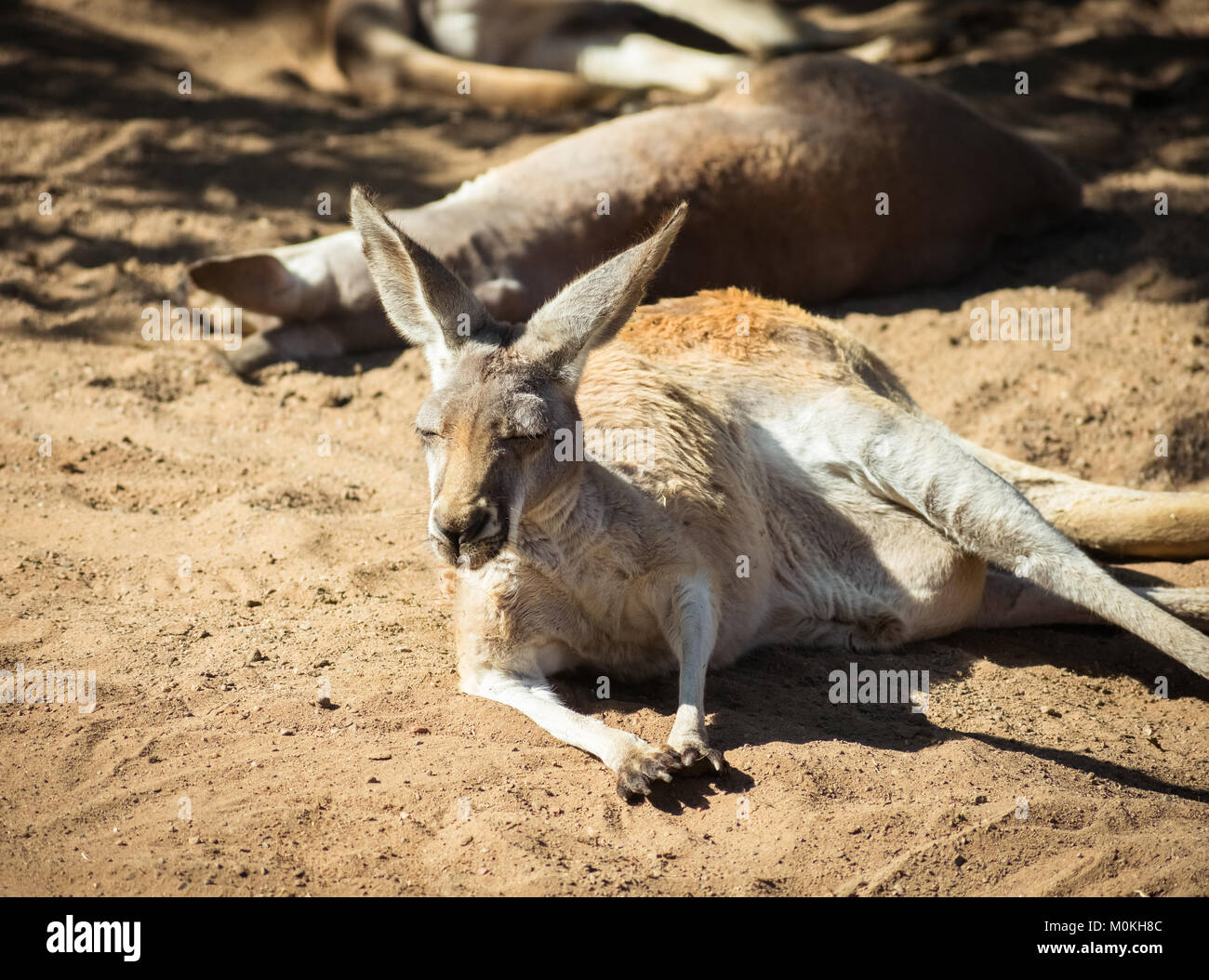 kangaroo laying on sand in a zoo Stock Photo - Alamy