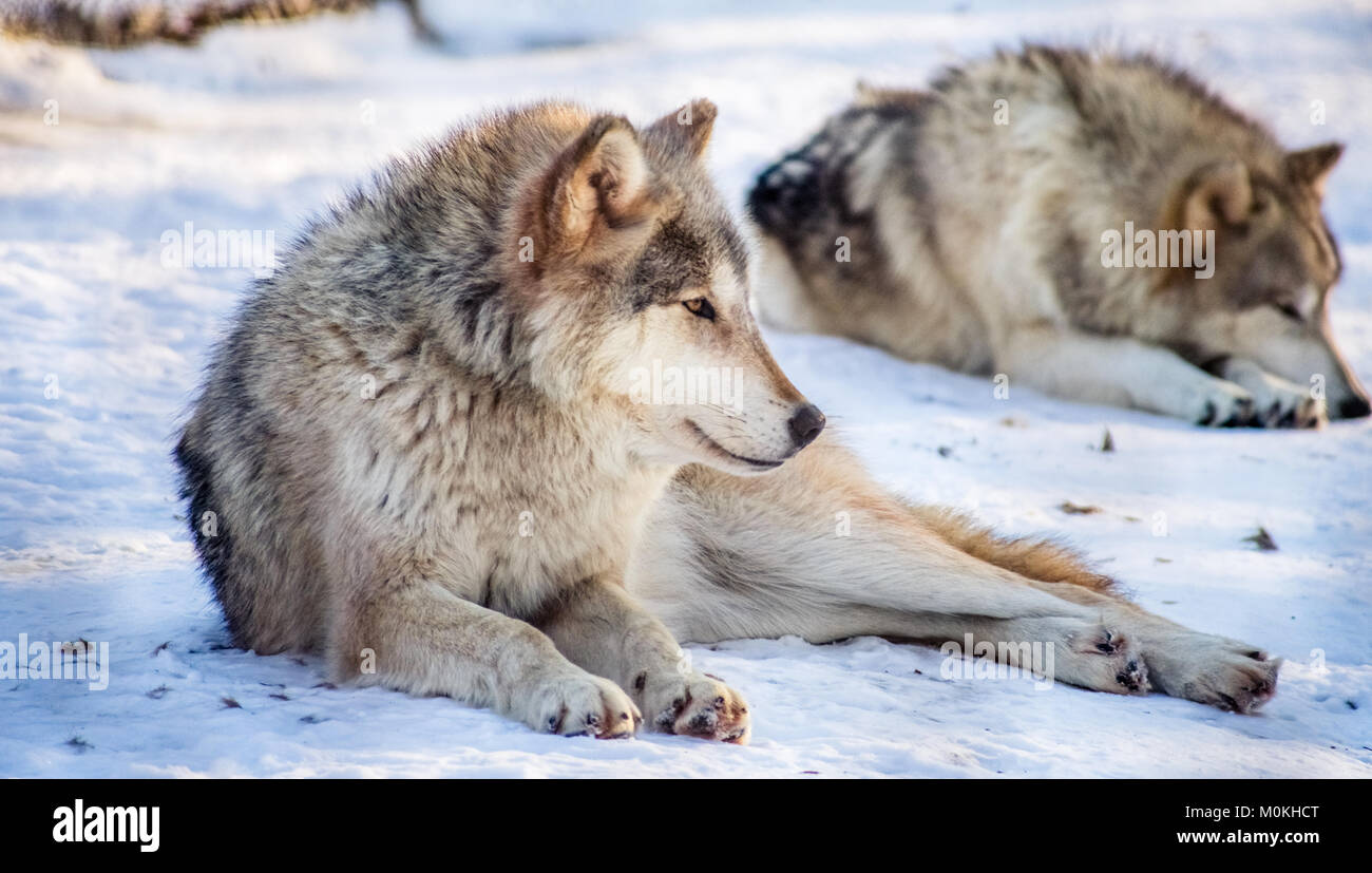Howling grey wolf hi-res stock photography and images - Alamy