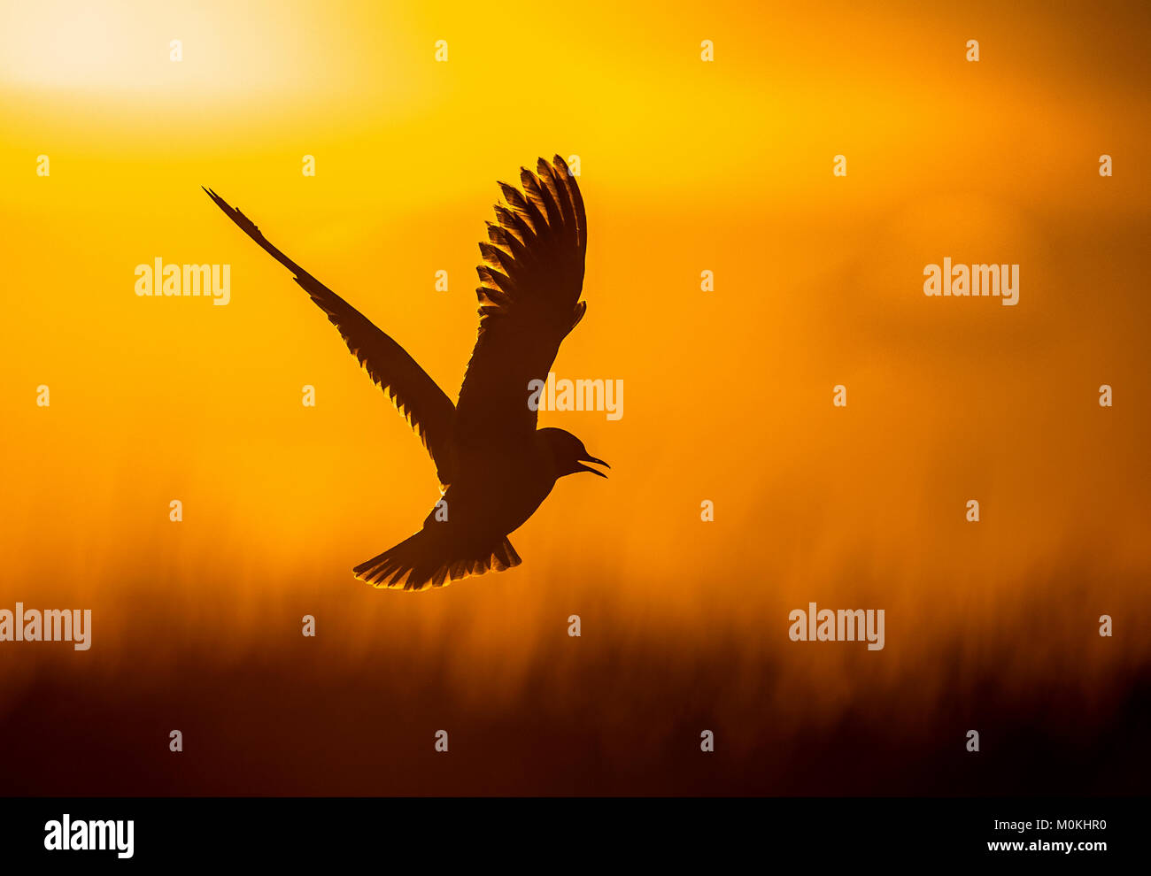 Free Fly Like A Bird