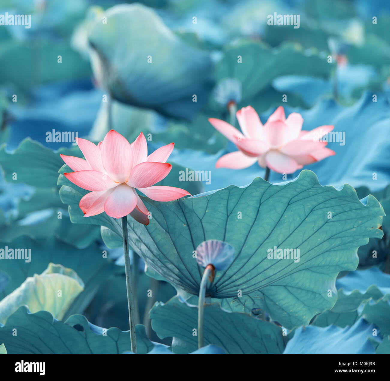 blooming lotus flower Stock Photo - Alamy