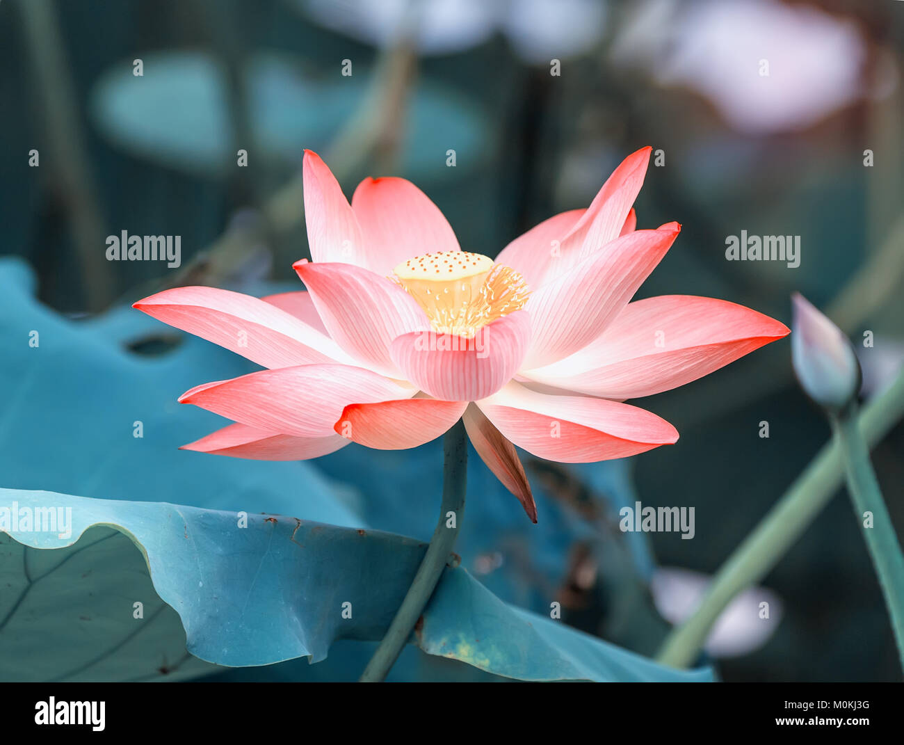 blooming lotus flower Stock Photo - Alamy