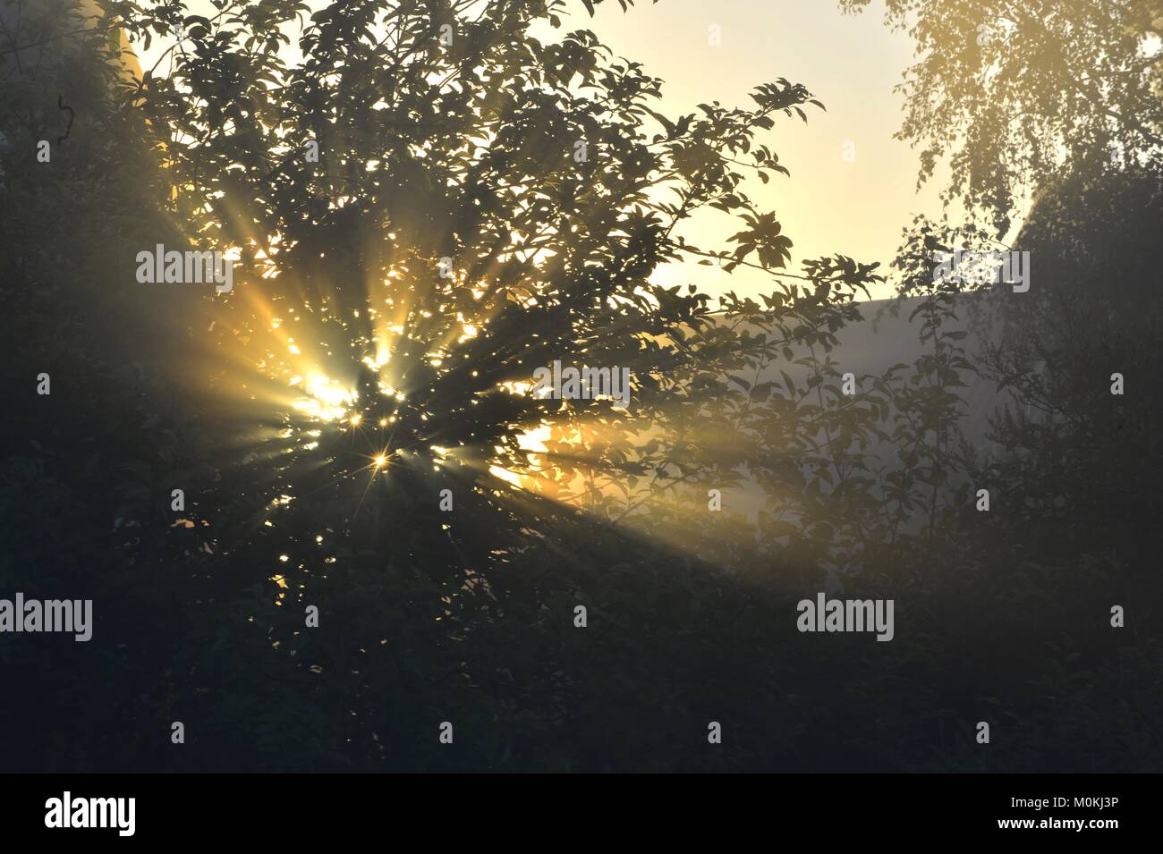 The sun's rays passing through the foliage of the tree Stock Photo - Alamy