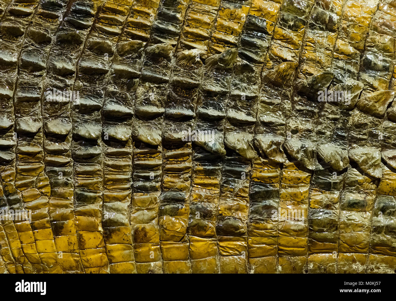crocodile skin texture Stock Photo - Alamy