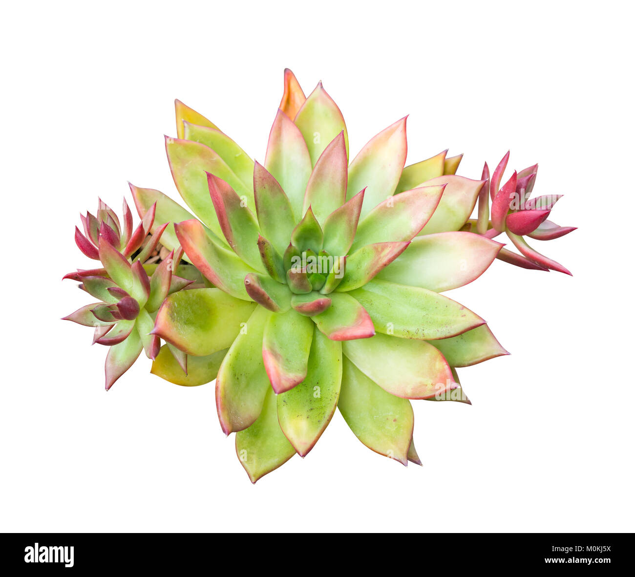 Small yucca plants hi-res stock photography and images - Alamy