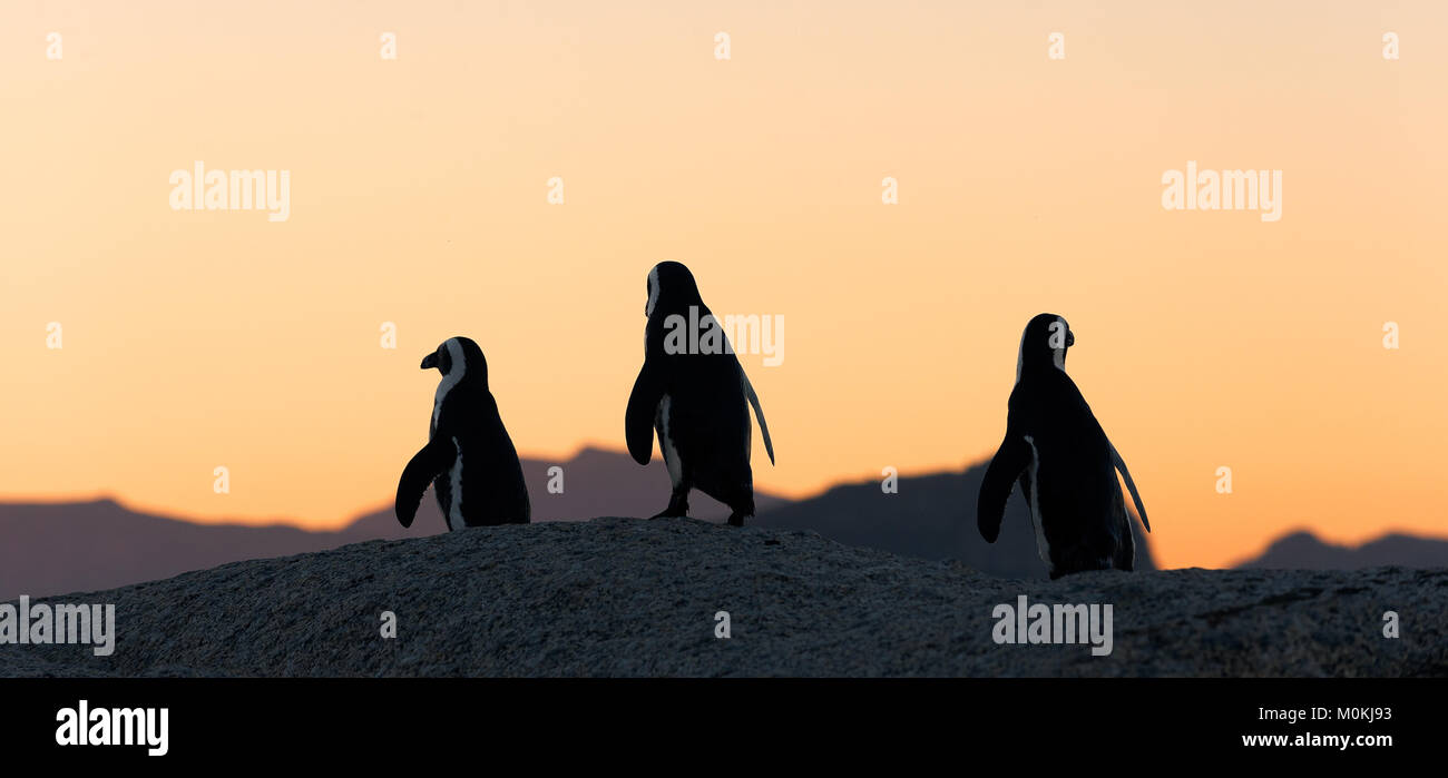 African penguins at sunset near Cape Town, South Africa. The African ...